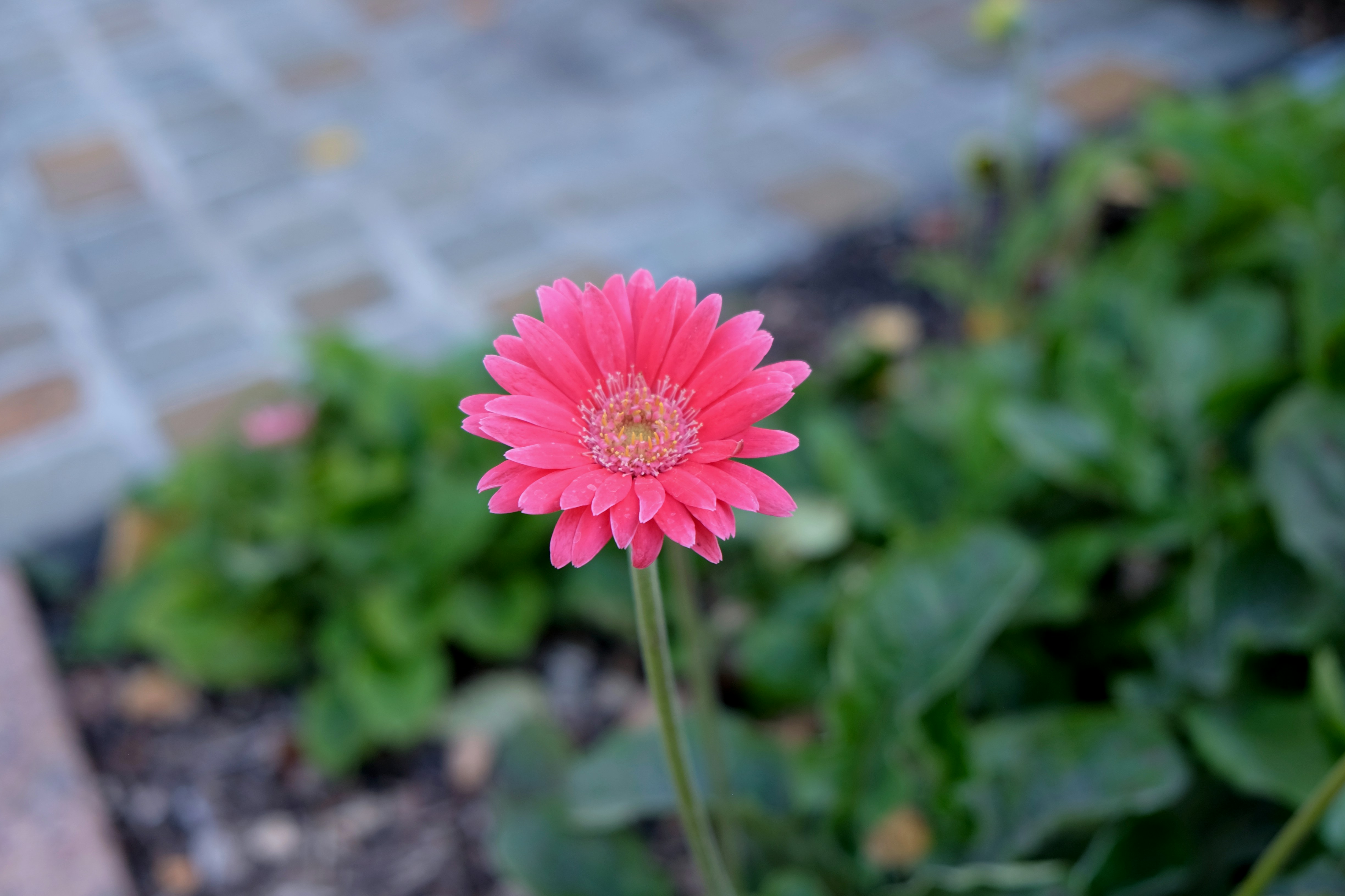Single Pink Daisy
