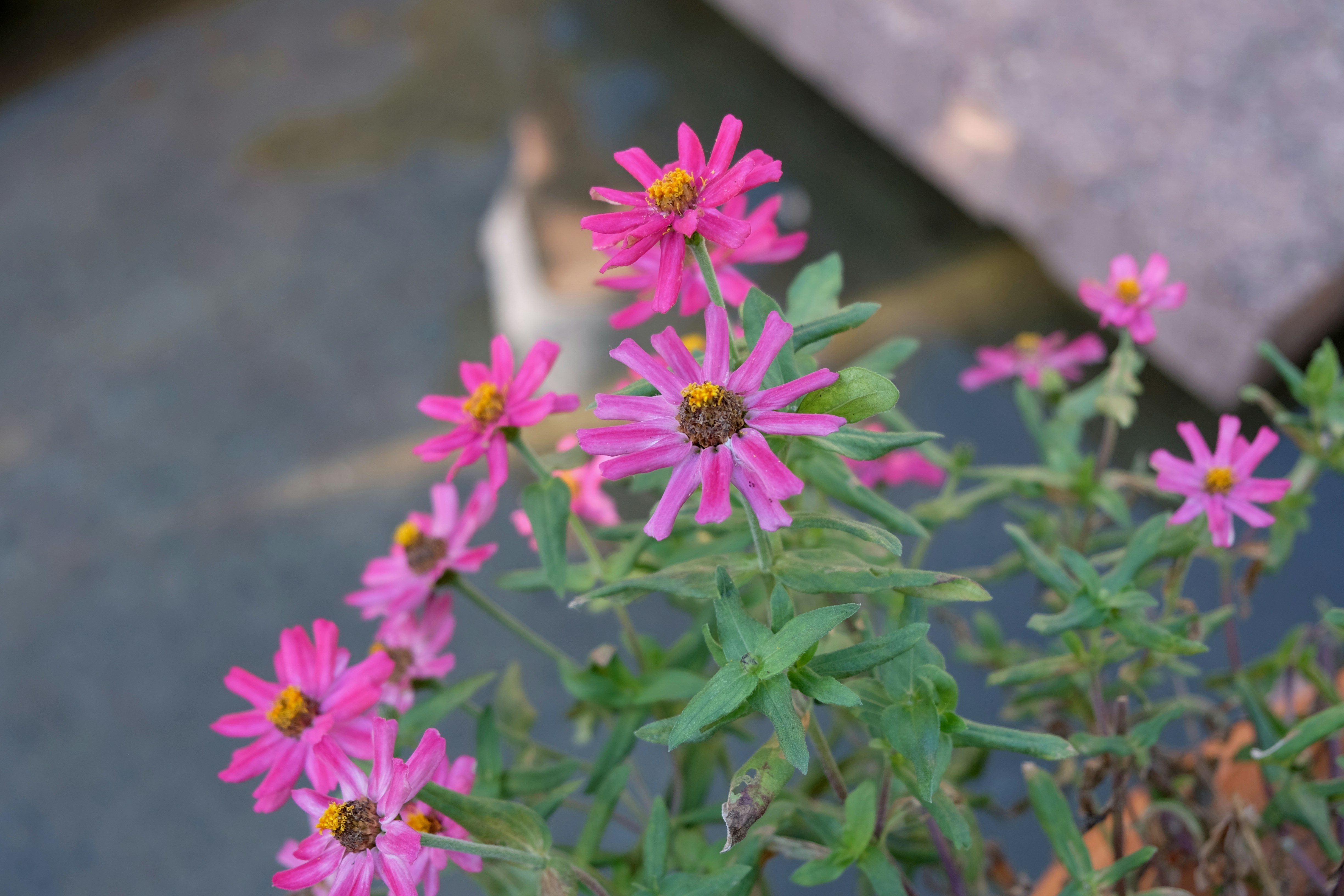 Riverwalk Pink: Close-Up of Zinnia Blooms Along a Concrete Edge