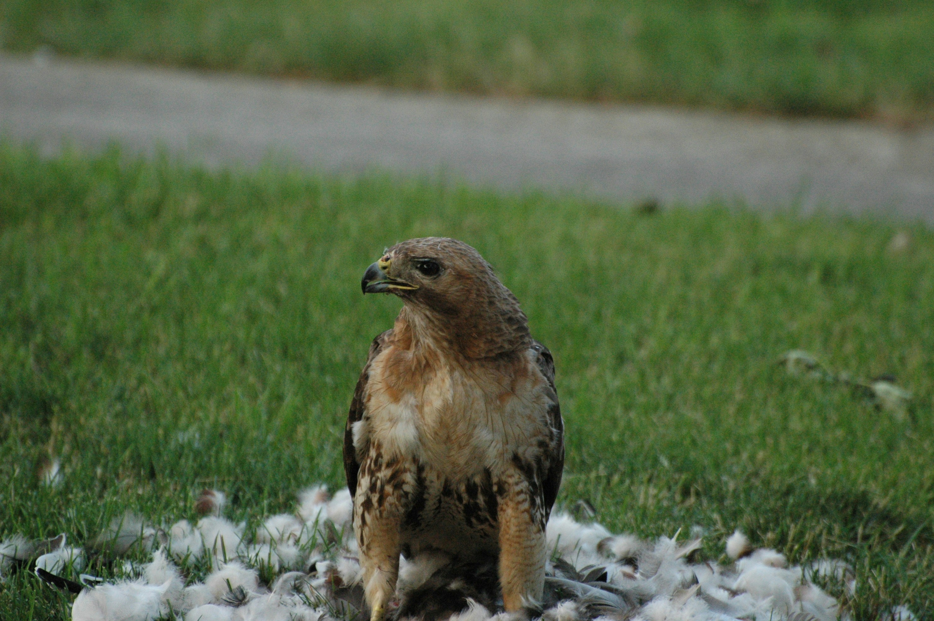 A hawk sitting on top of a pile of cotton photo – Free Ohio Image on ...