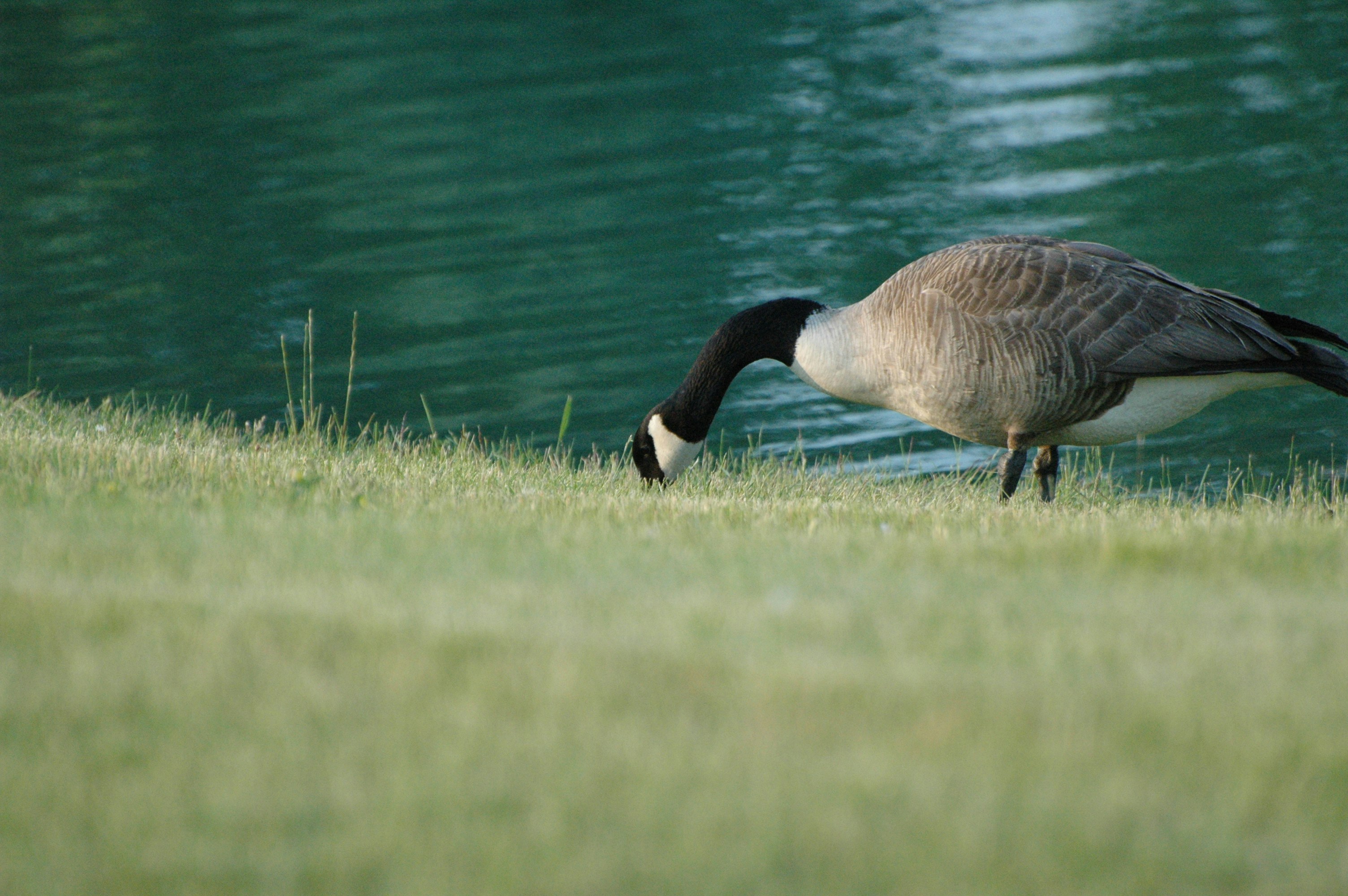 Graceful Forager by the Water's Edge