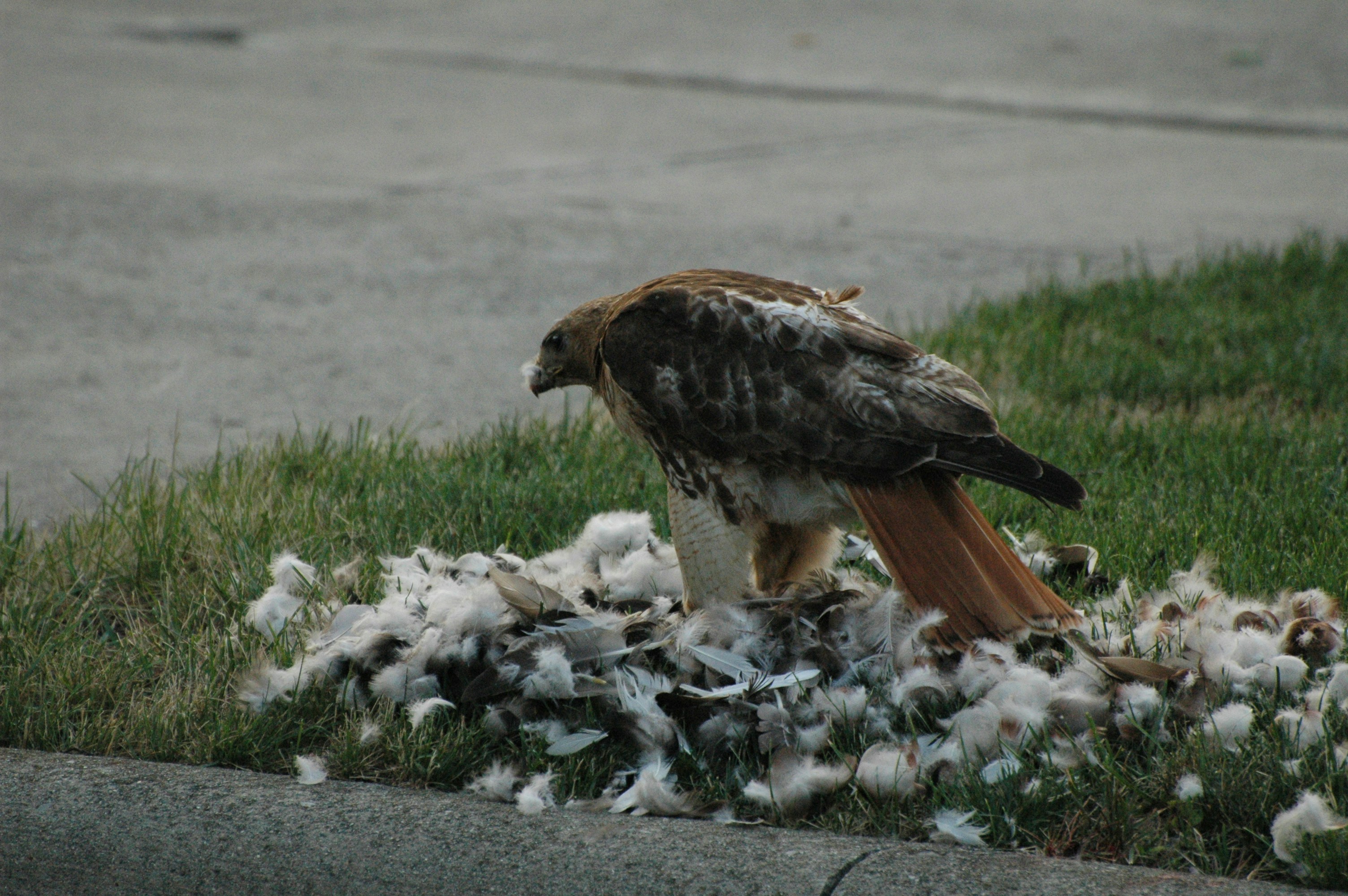 A hawk sitting on top of a pile of dead birds photo – Free Ohio Image ...