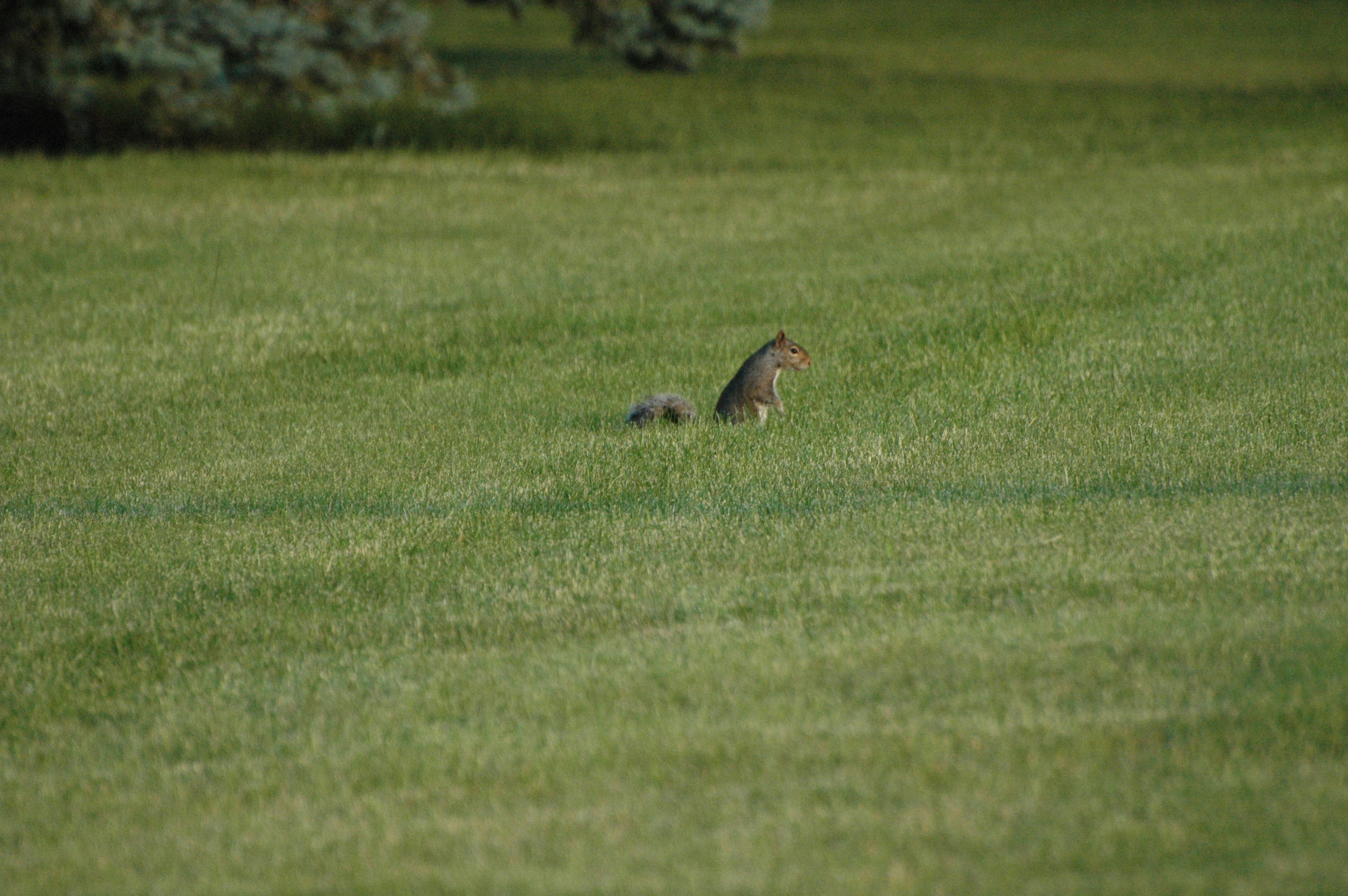 A Quiet Pause: Ground Squirrel and Sentry in Sunlit Meadow