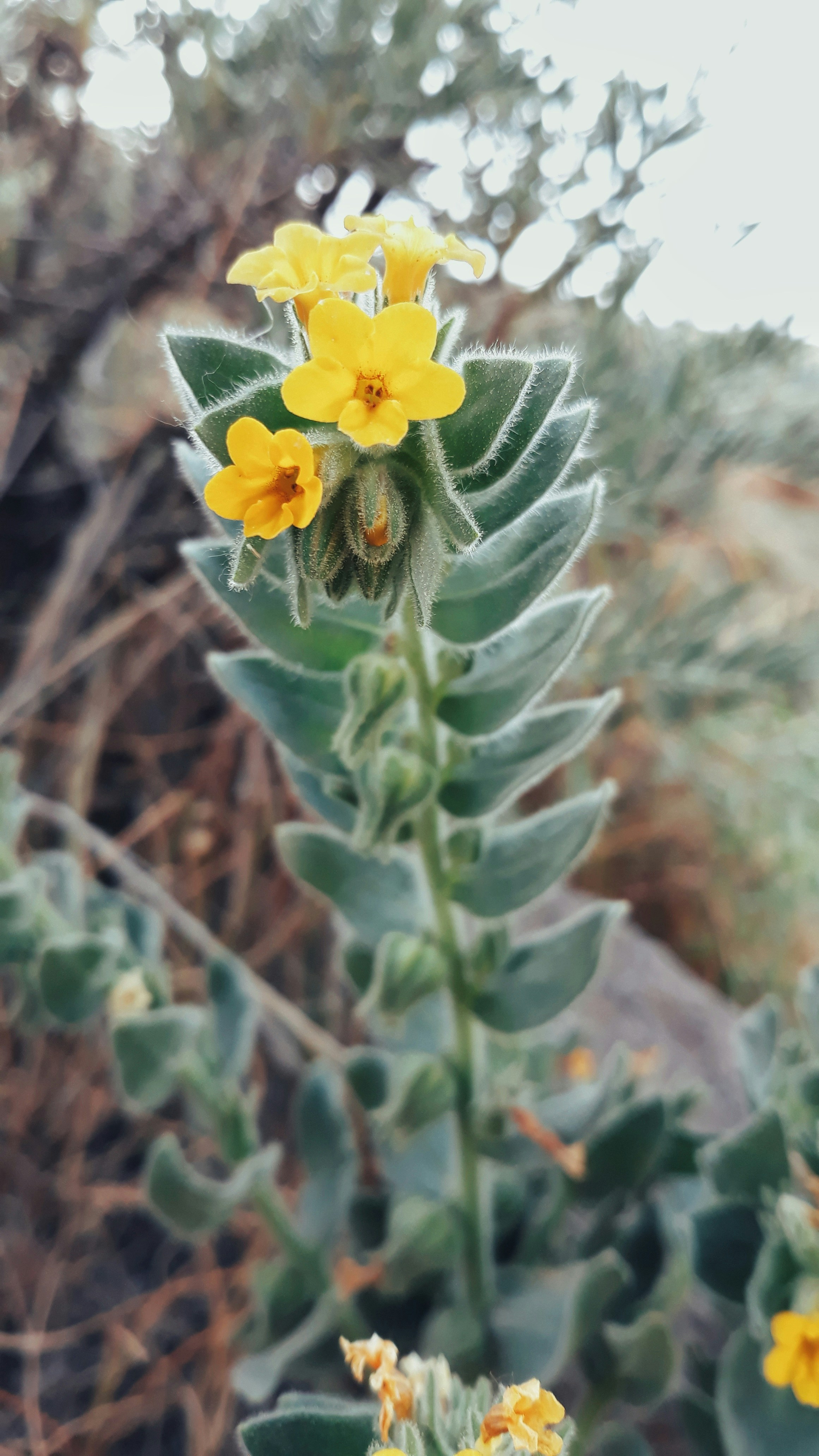 Canary Bloom Crown Rising from Velvet Leaves