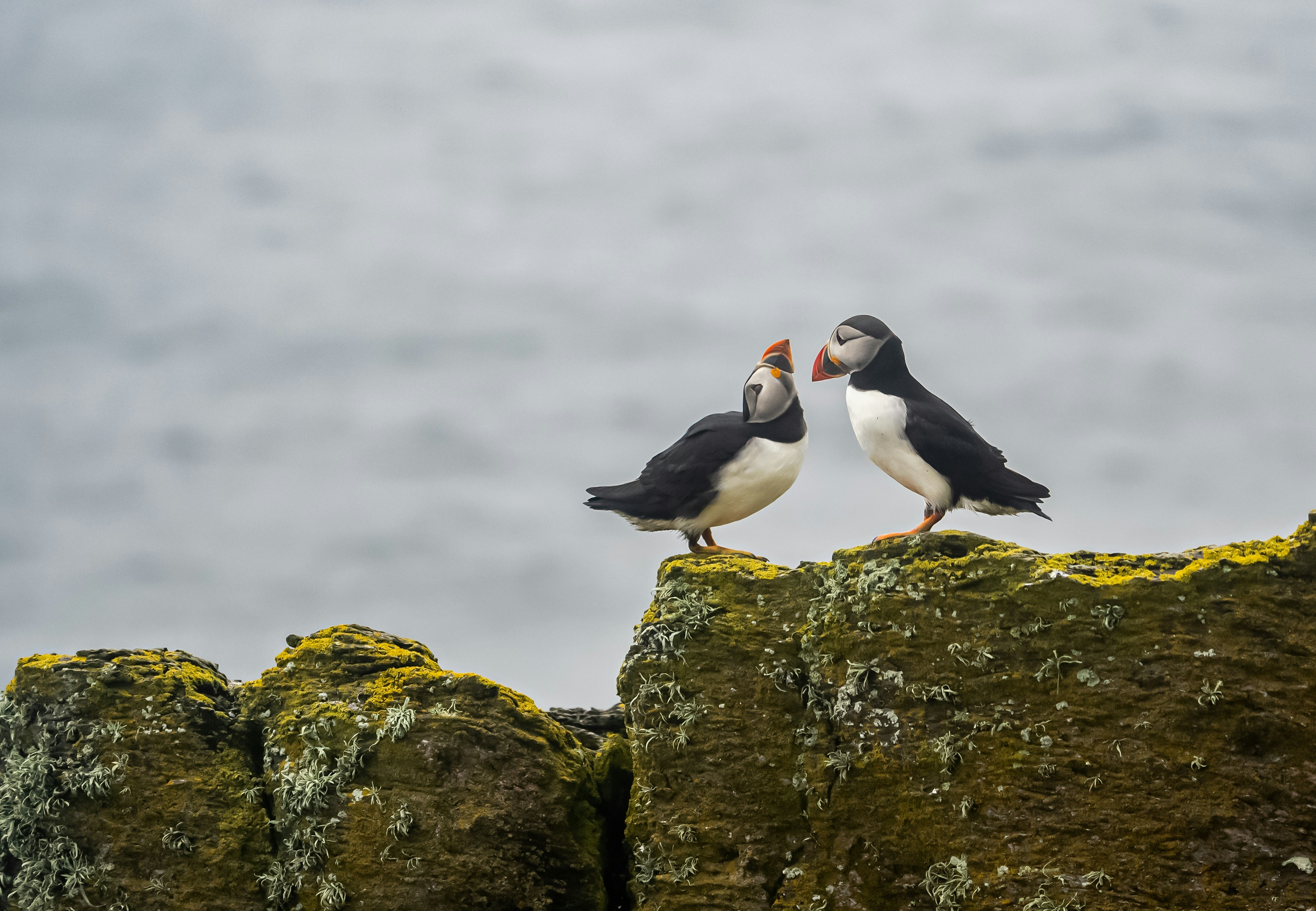 A couple of birds that are standing on some rocks photo – Free Skellig ...