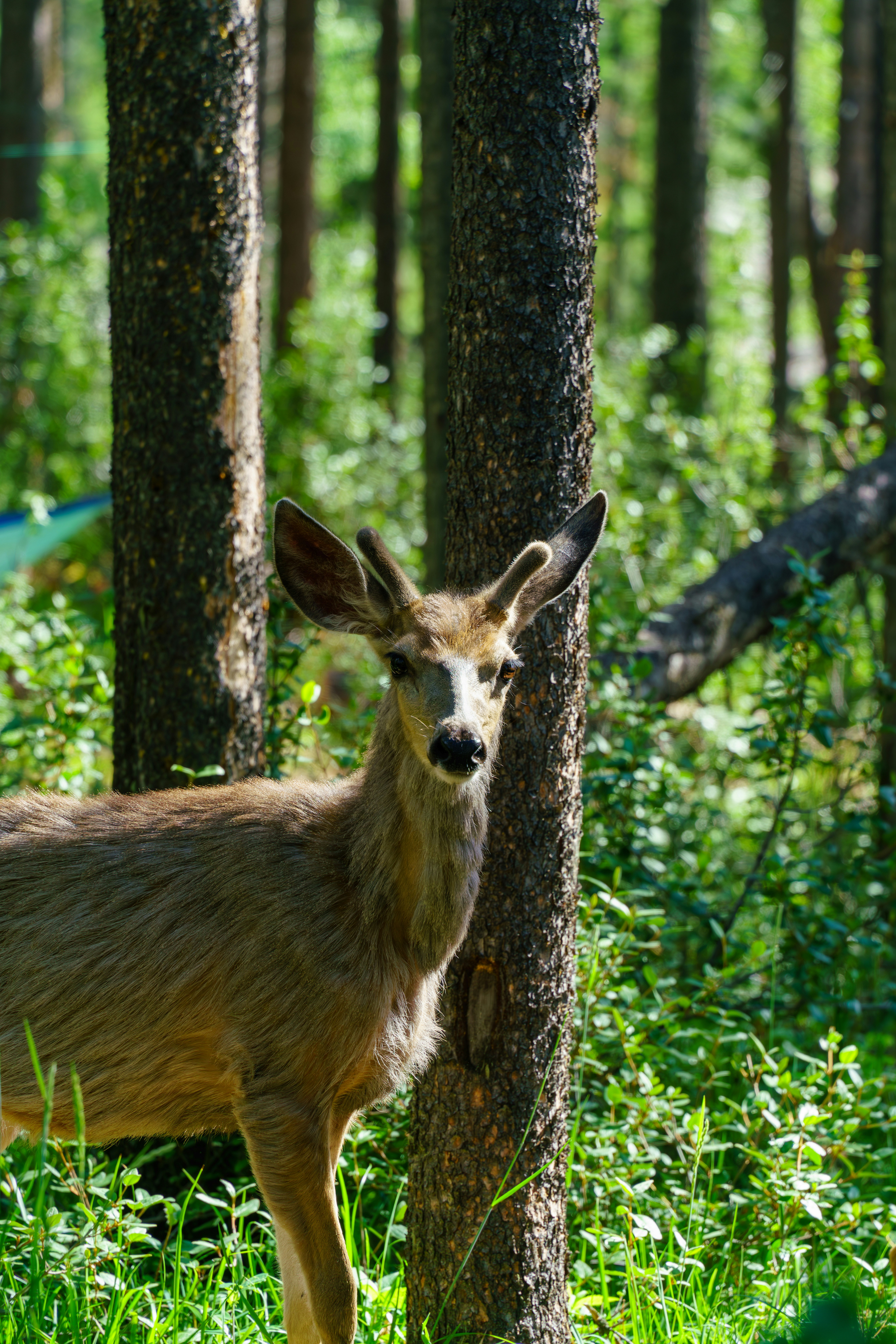 Temperate Forest Deer