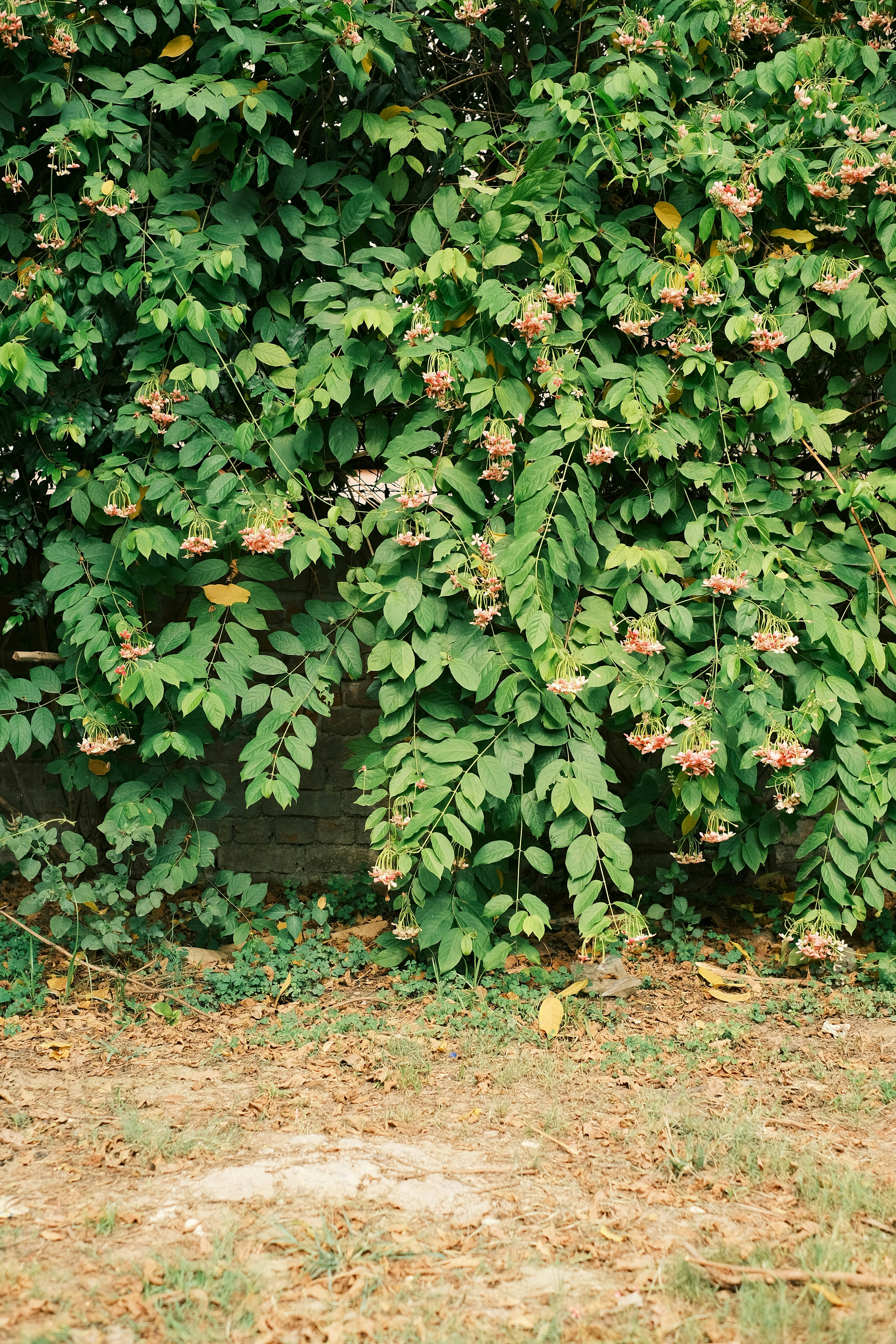 Emerald Cascade: blush-pink blossoms along a dense leafy wall