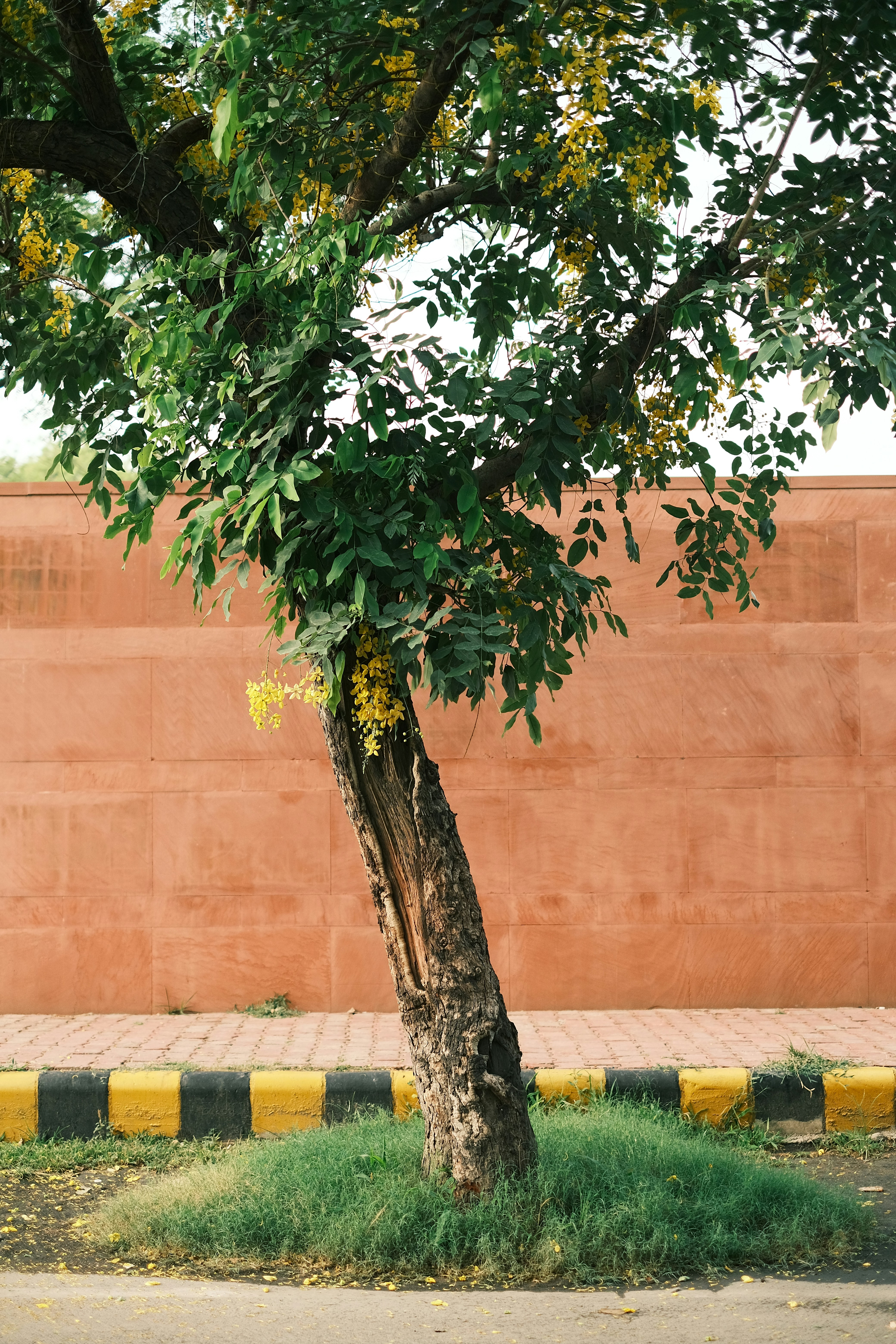 Twisted Trunk Under a Green-Gold Canopy Framed by Terracotta Wall
