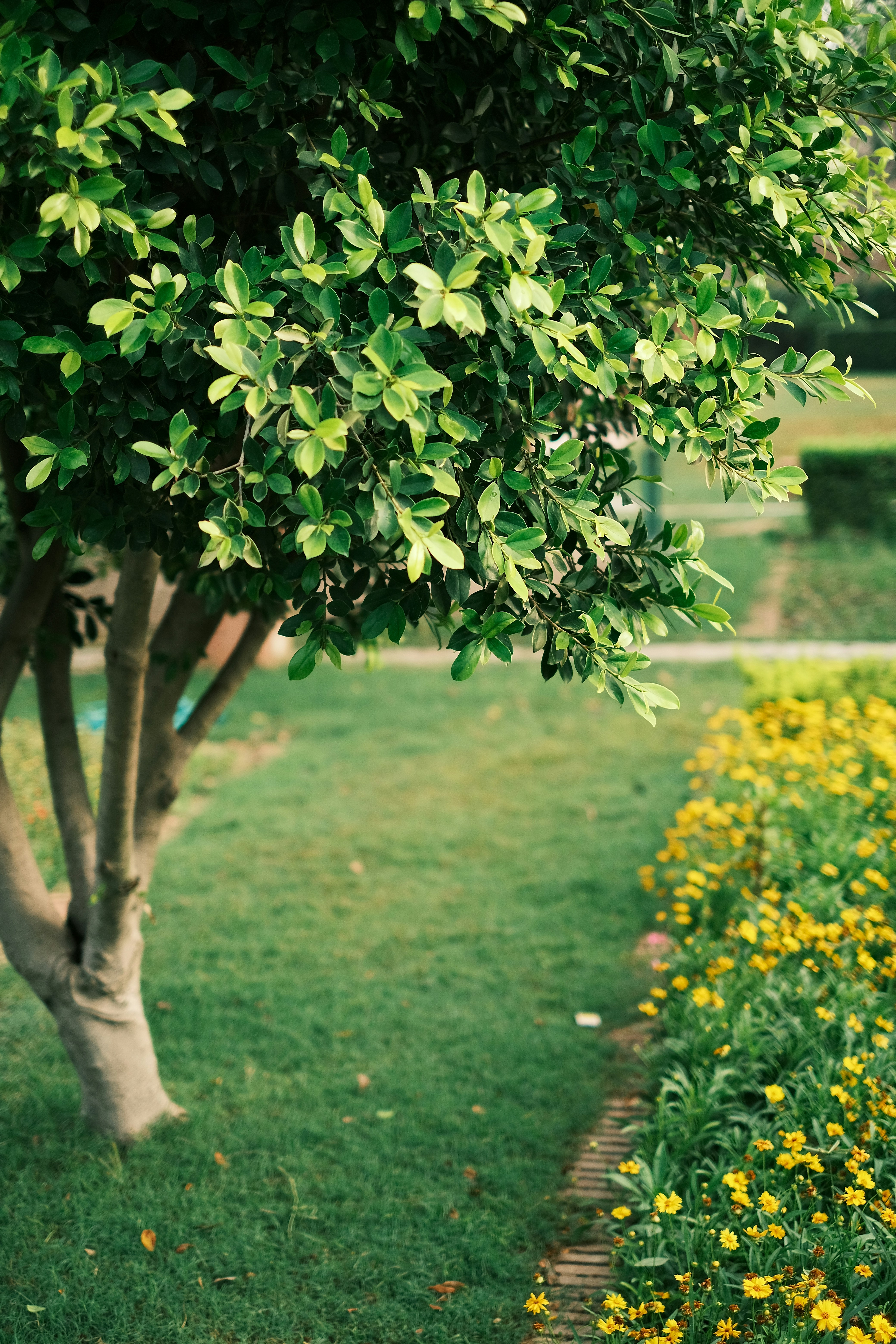 Green Canopy Framing a Border of Golden Blooms Along a Brick Path