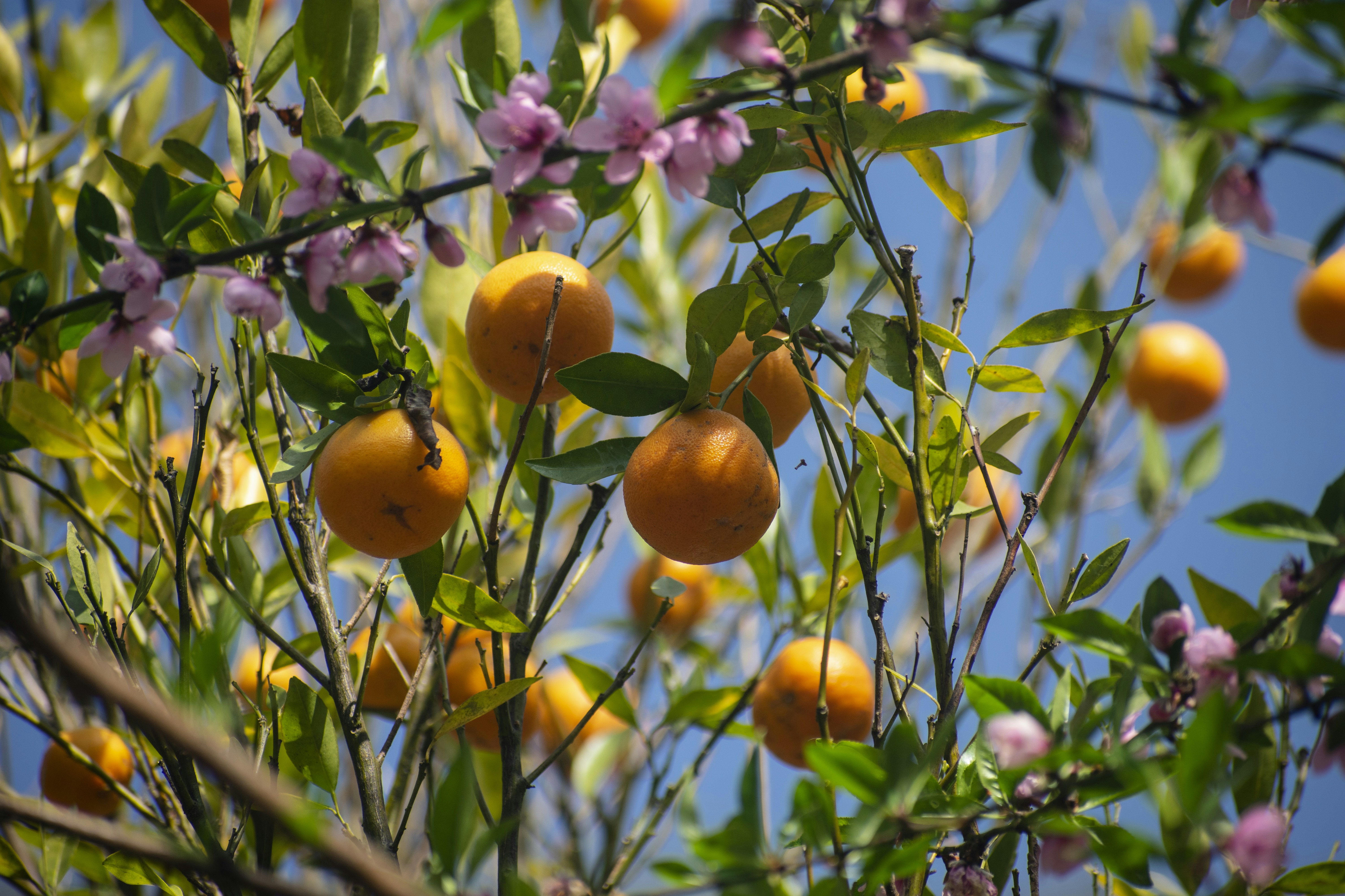Oranges in Bloom: A Sunlit Orchard Portrait