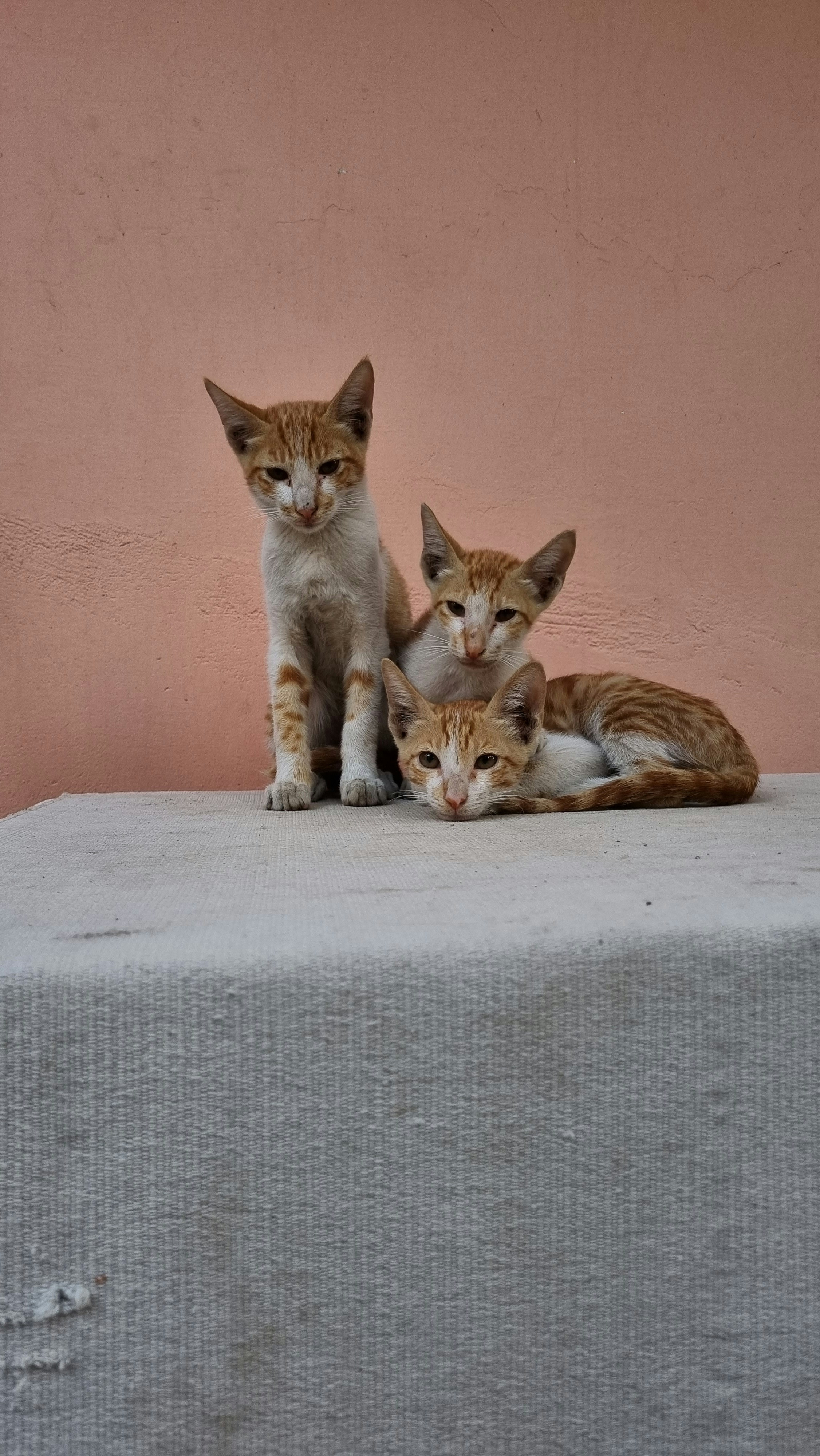 Ginger Trio on a Peach-Washed Concrete Ledge