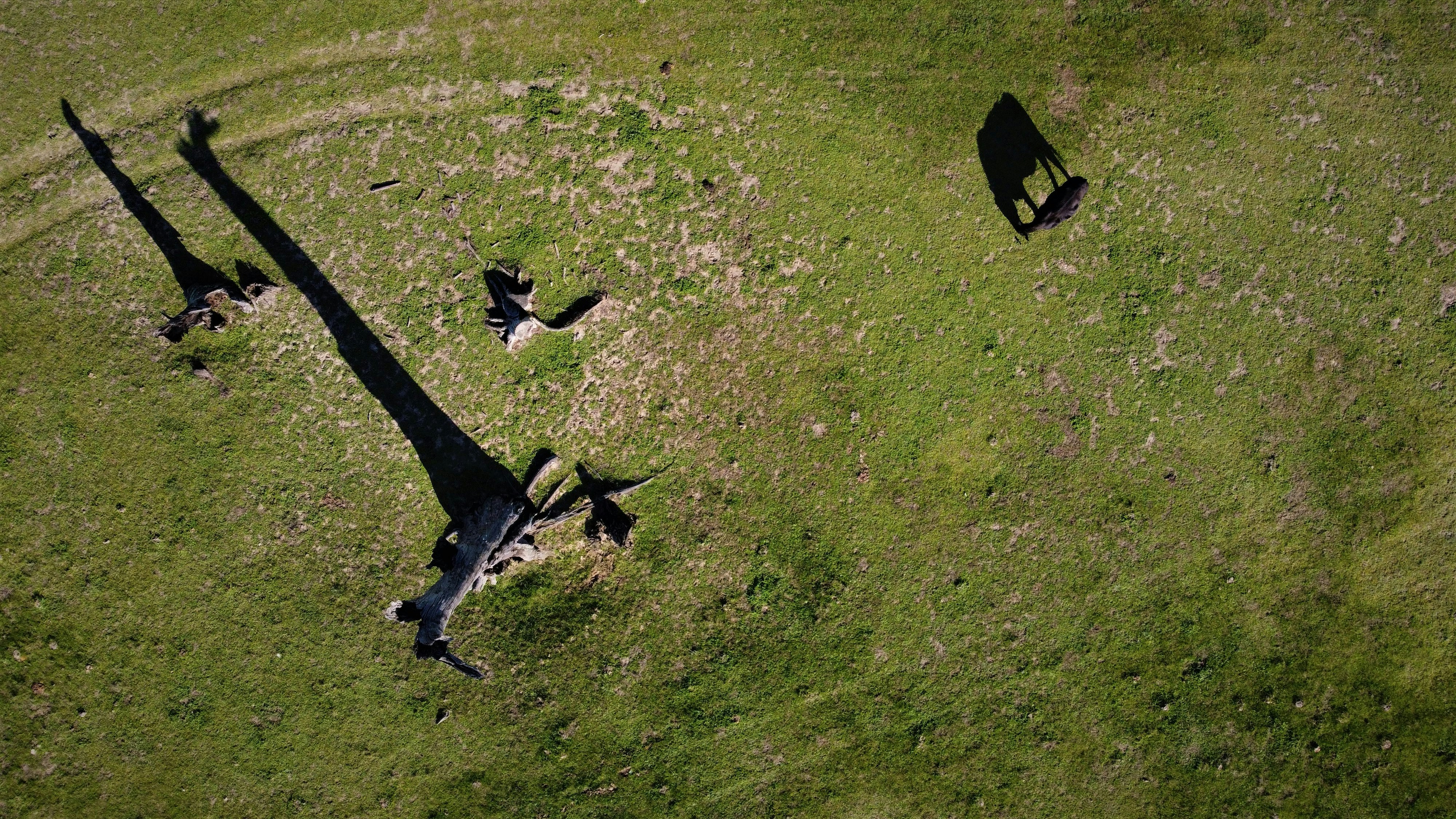 Shadows Cast by Grazing Herd on a Serenely Sloped Field
