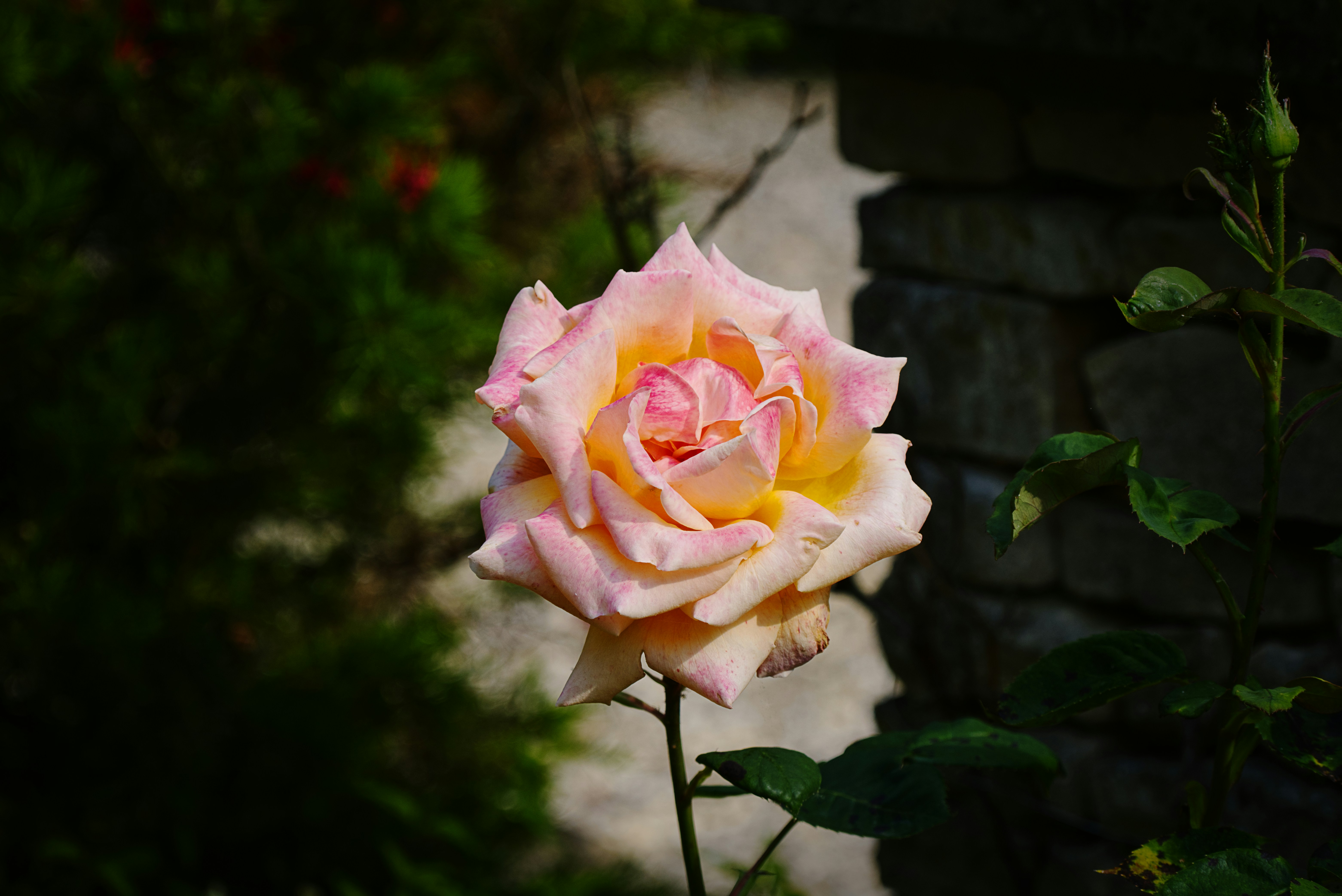 Sunlit Petals Against a Velvet Garden Wall