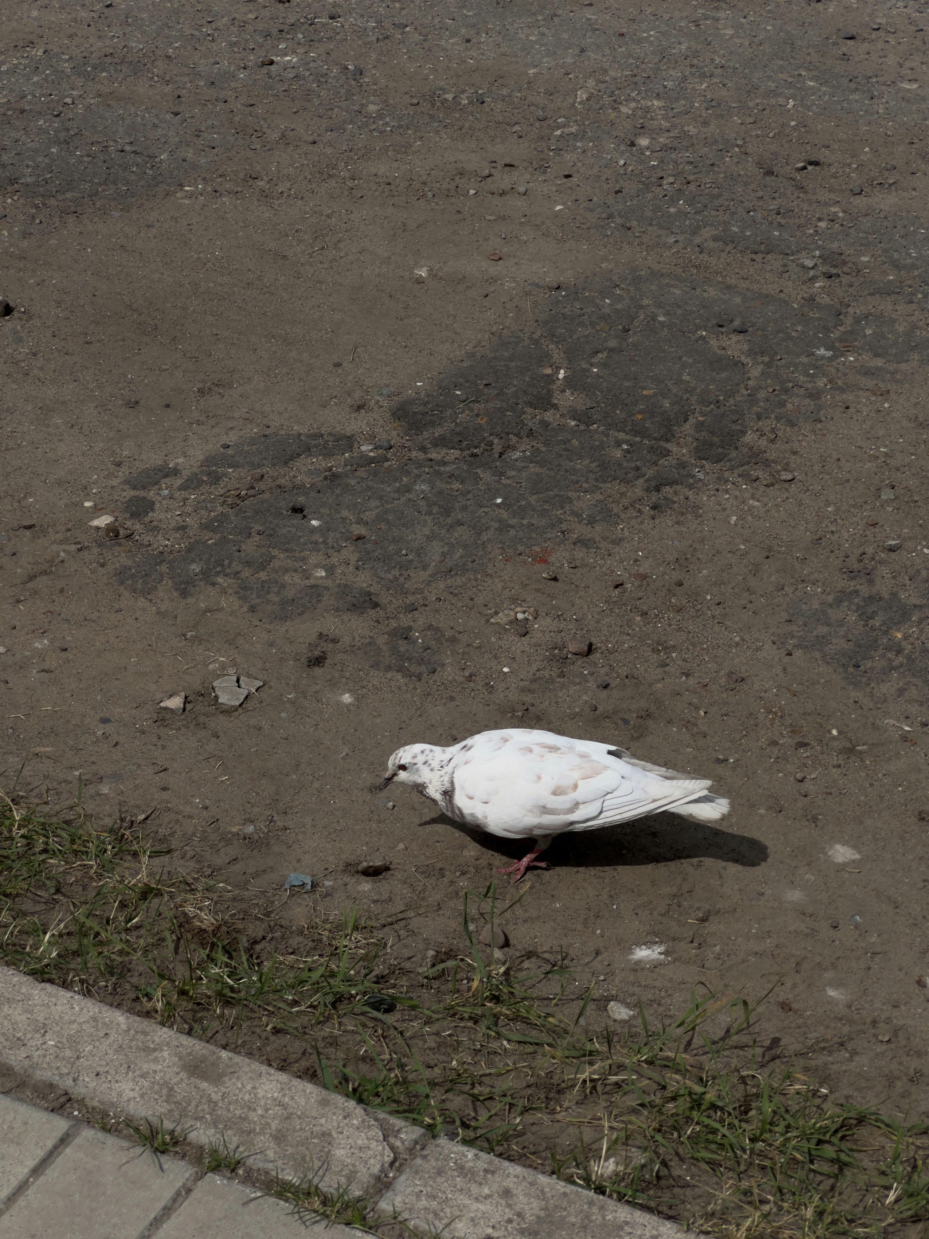 Curbside Dove: White on Weathered Asphalt
