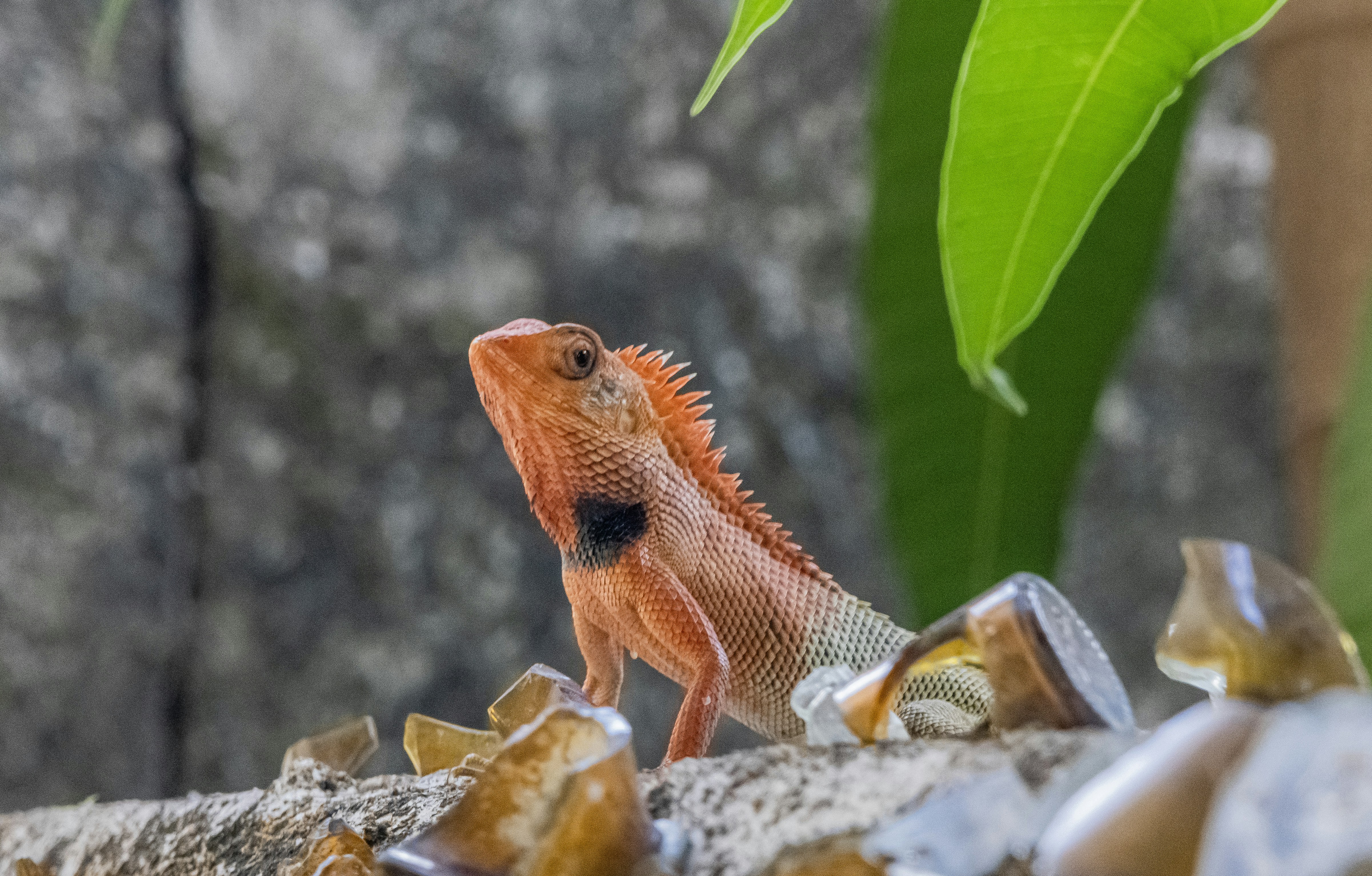 Flame-Hued Lizard on a Sunlit Rock Under Green Canopy