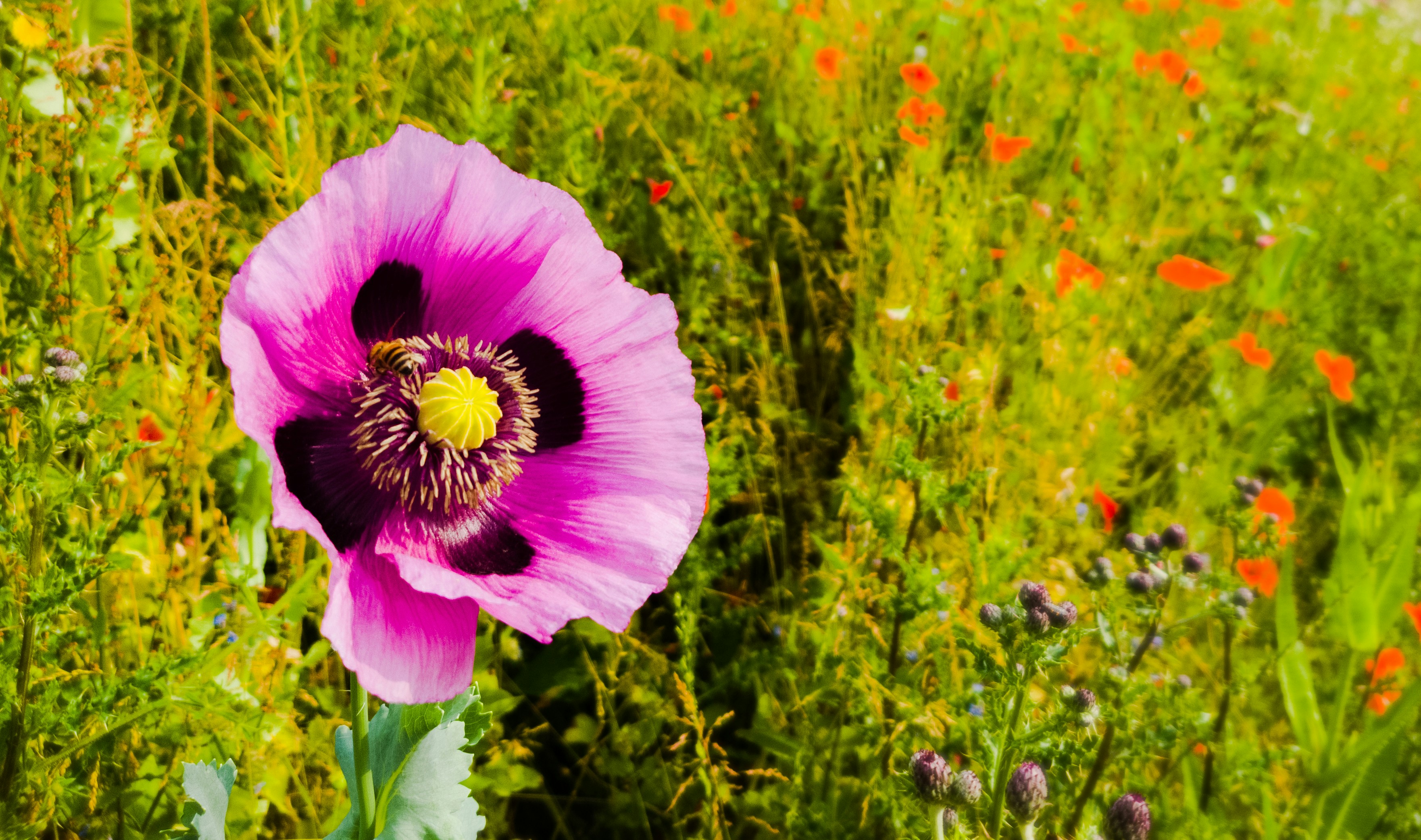 Sample photo from Sony Xperia 1 IV