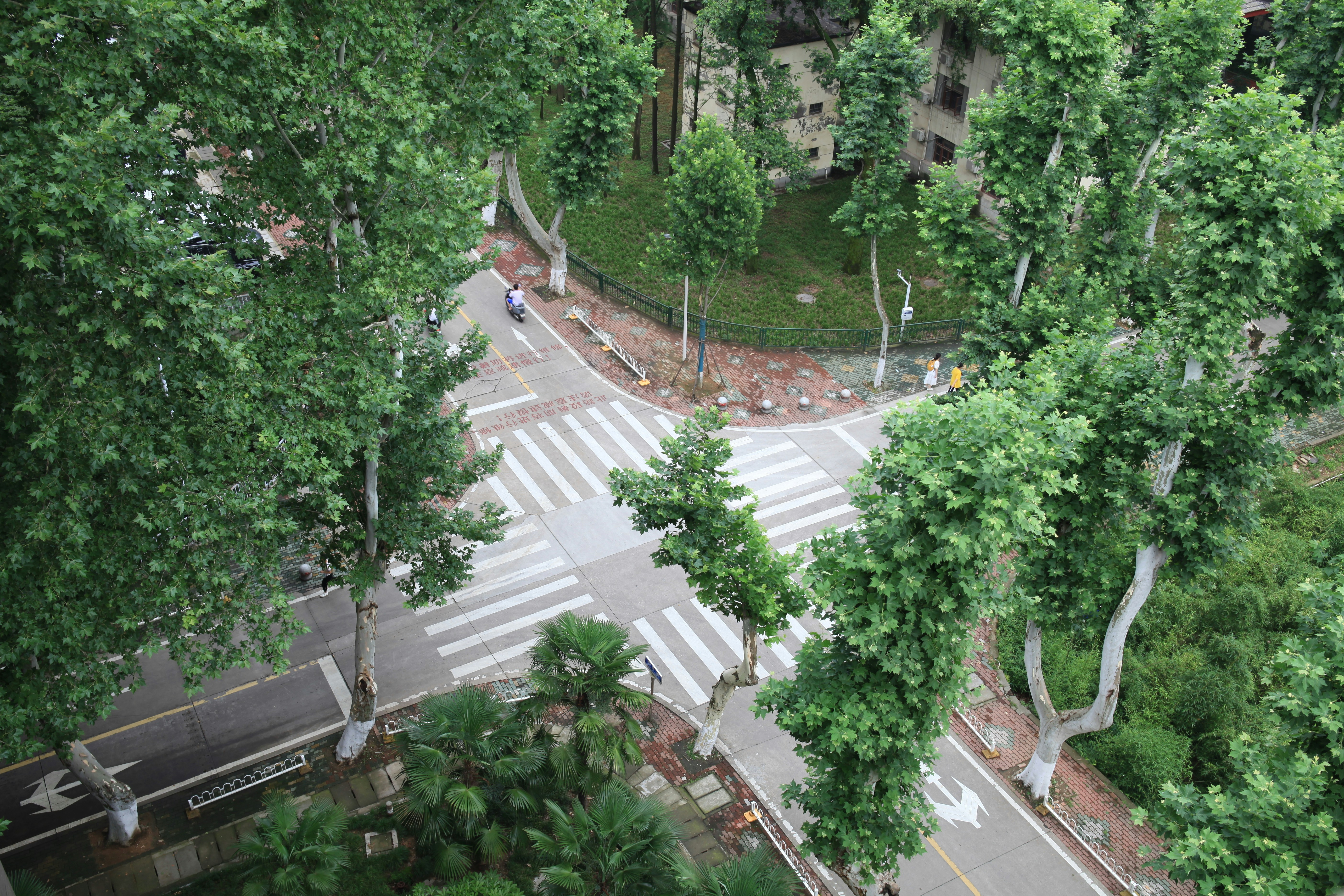 Aerial view of a tree-lined street intersection with lush greenery and pedestrian crossings.