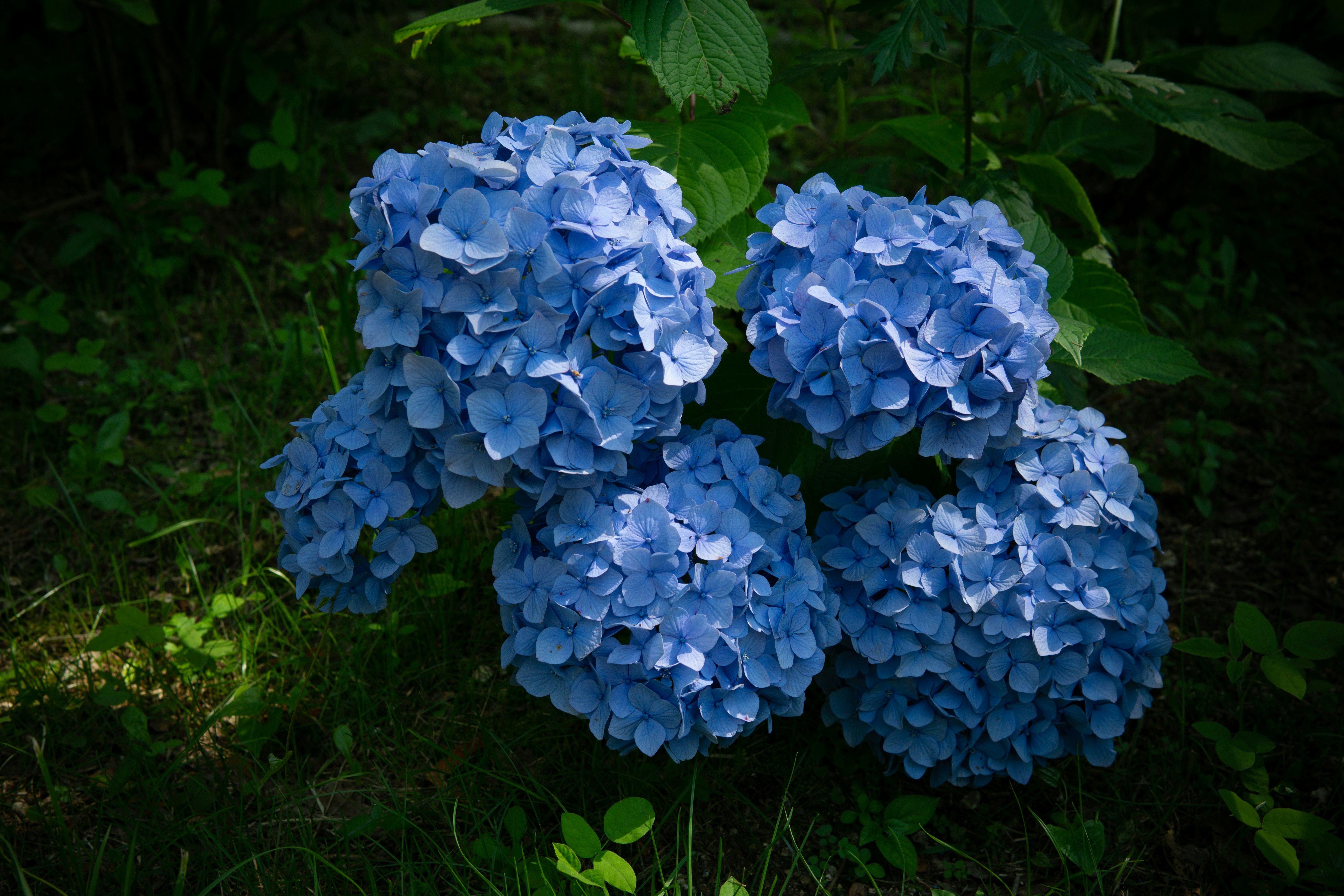 Azure Hydrangea Triad in Dappled Garden Light