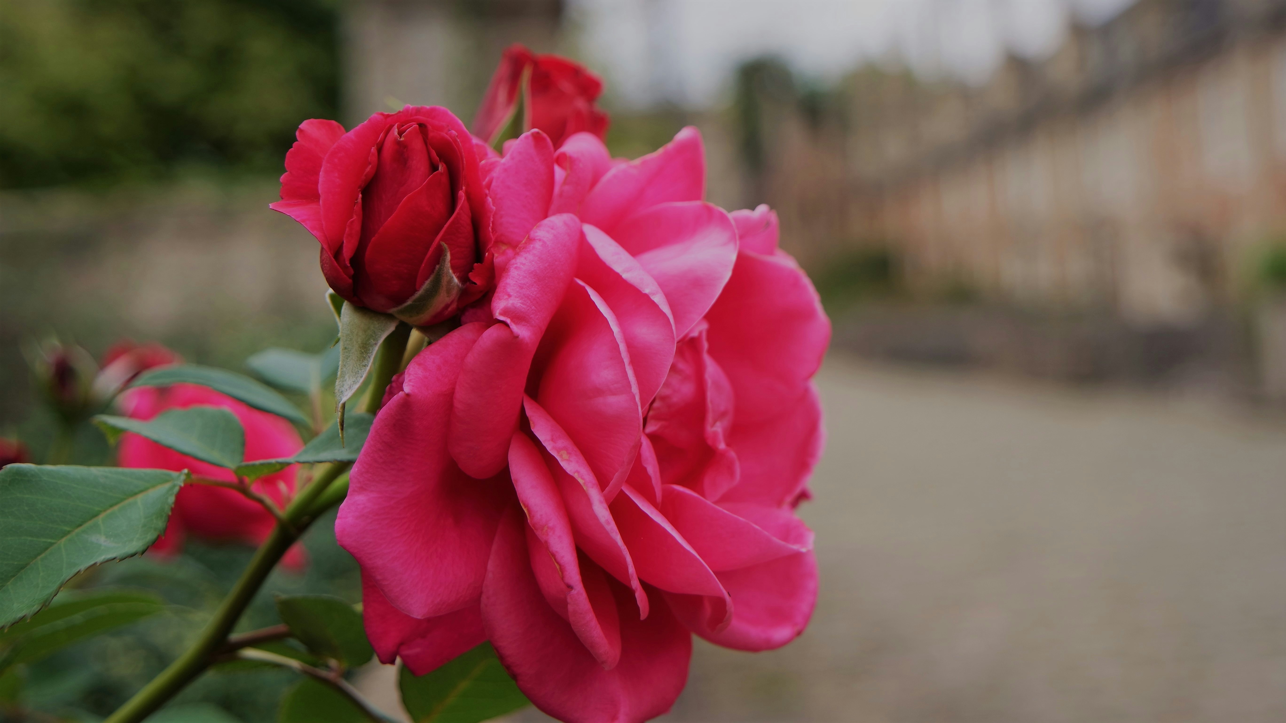Pink Rose in Focus: A Close-Up of Velvet Petals Against a Blurred Path