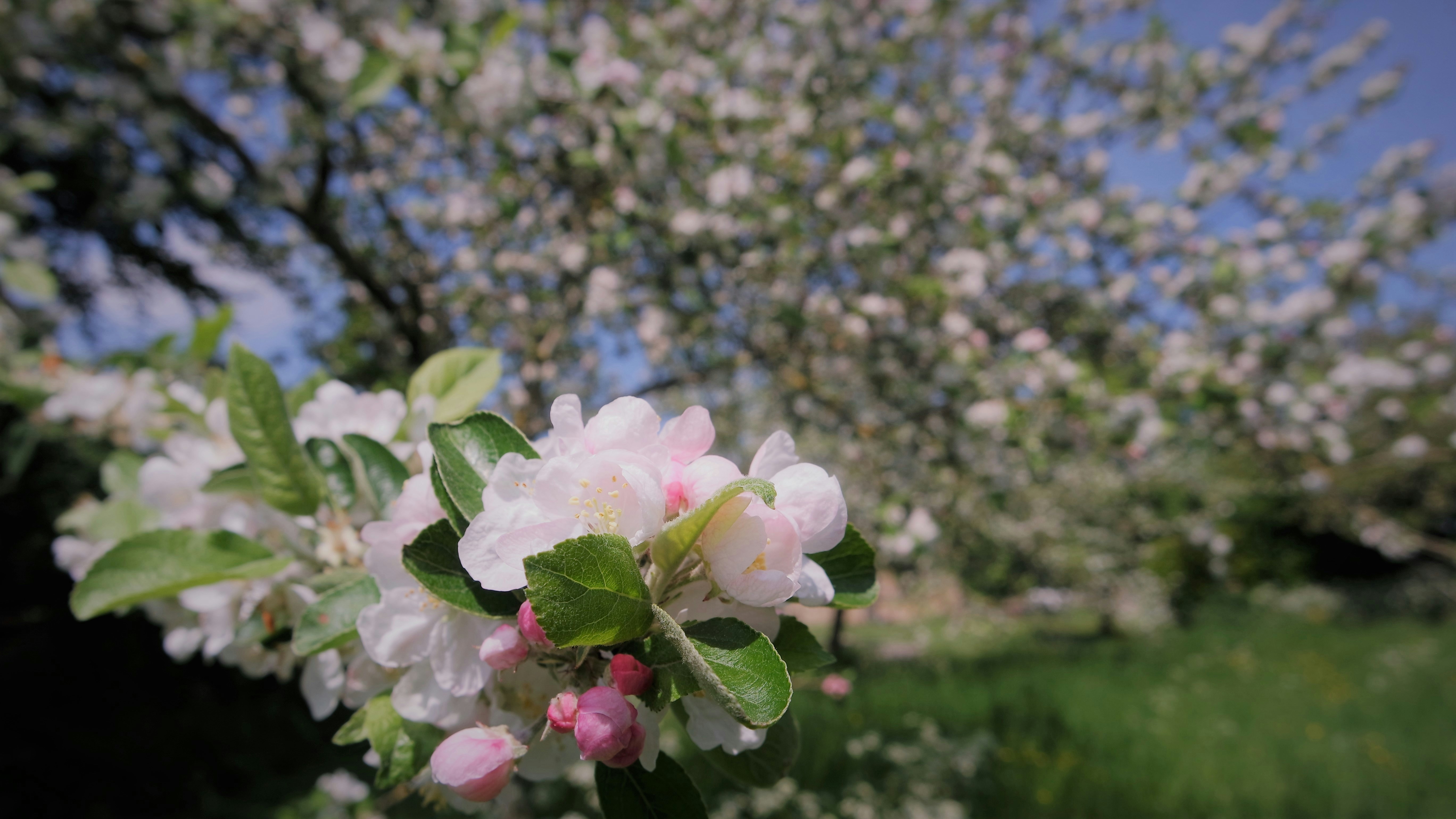 Close-Up Apple Blossom: Pale Pink Petals in a Dreamy Orchard Blur