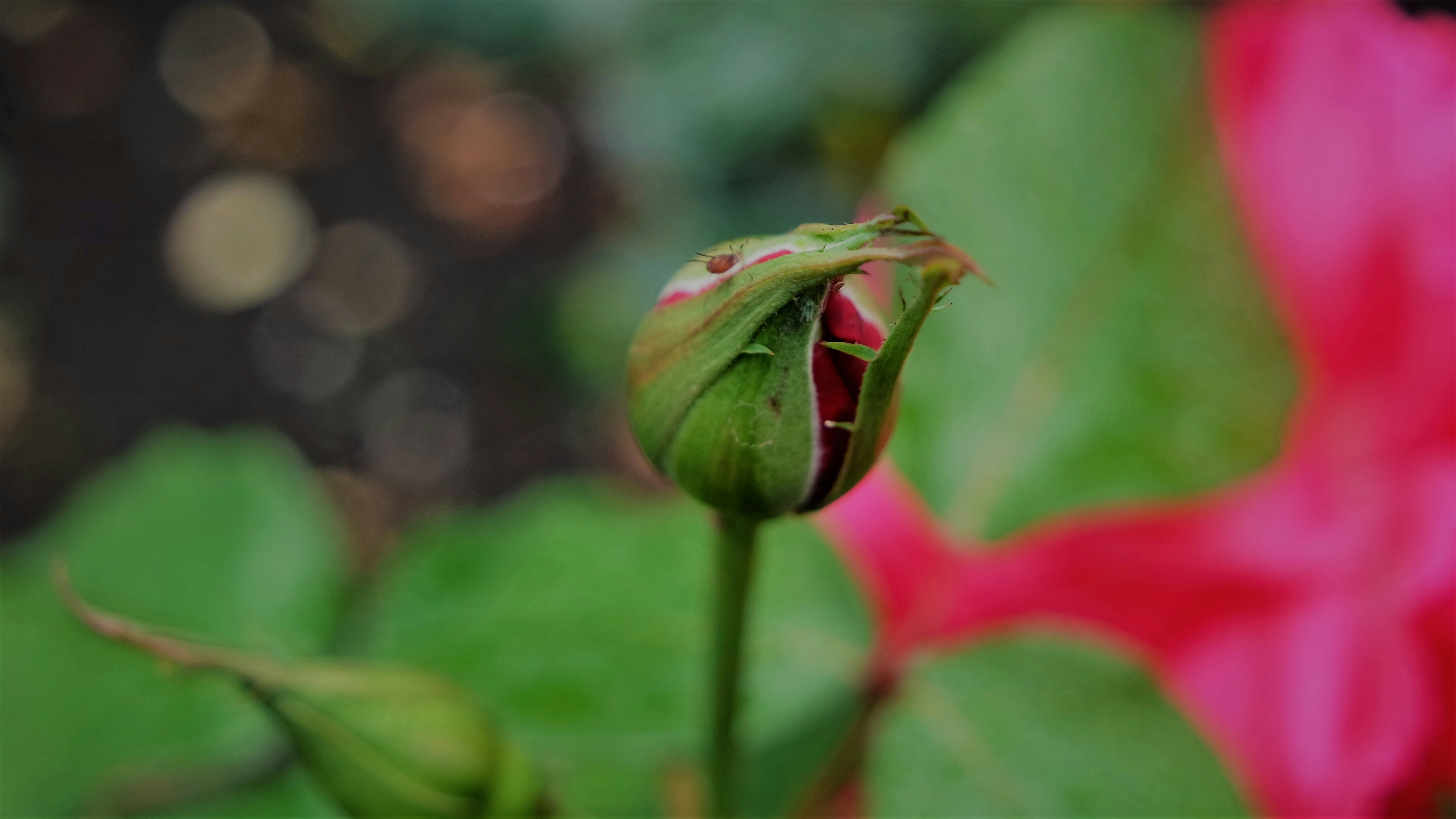 Verge of Bloom: A Rosebud Cloaked in Velvet Bokeh