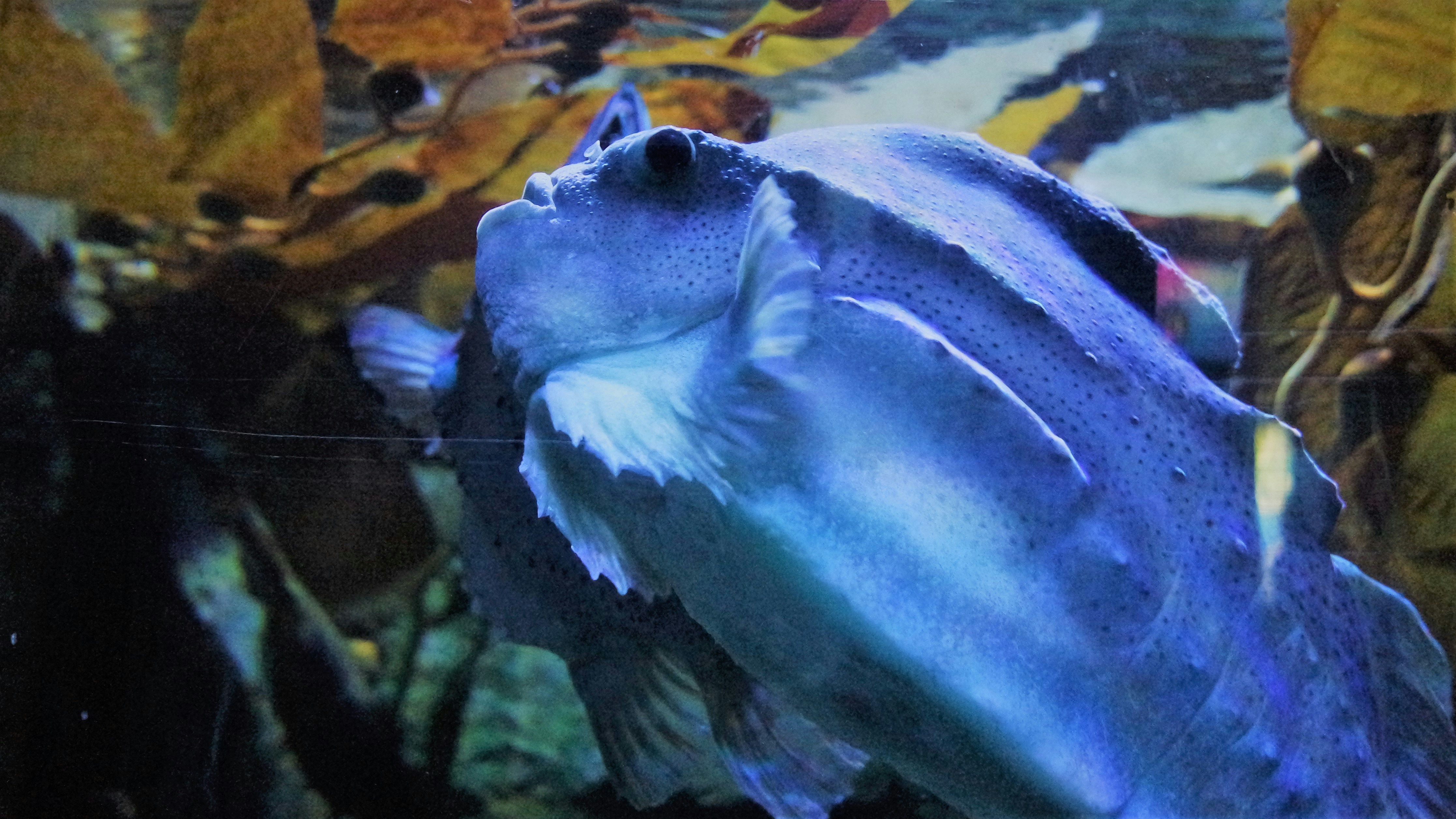 A large blue fish swimming in an aquarium photo – Free Animal Image on ...