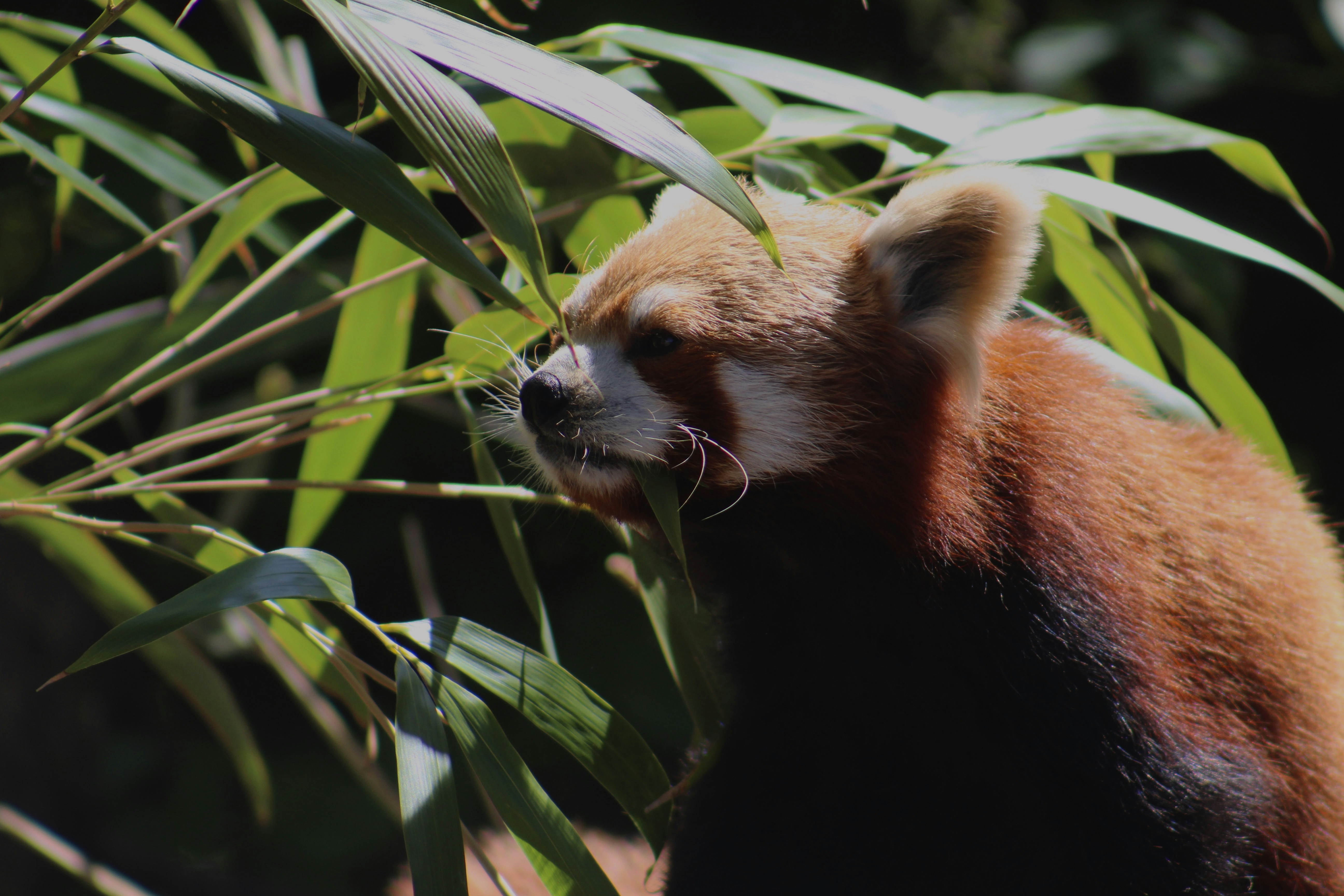 A close up of a small animal in a tree photo – Free Animal Image on ...