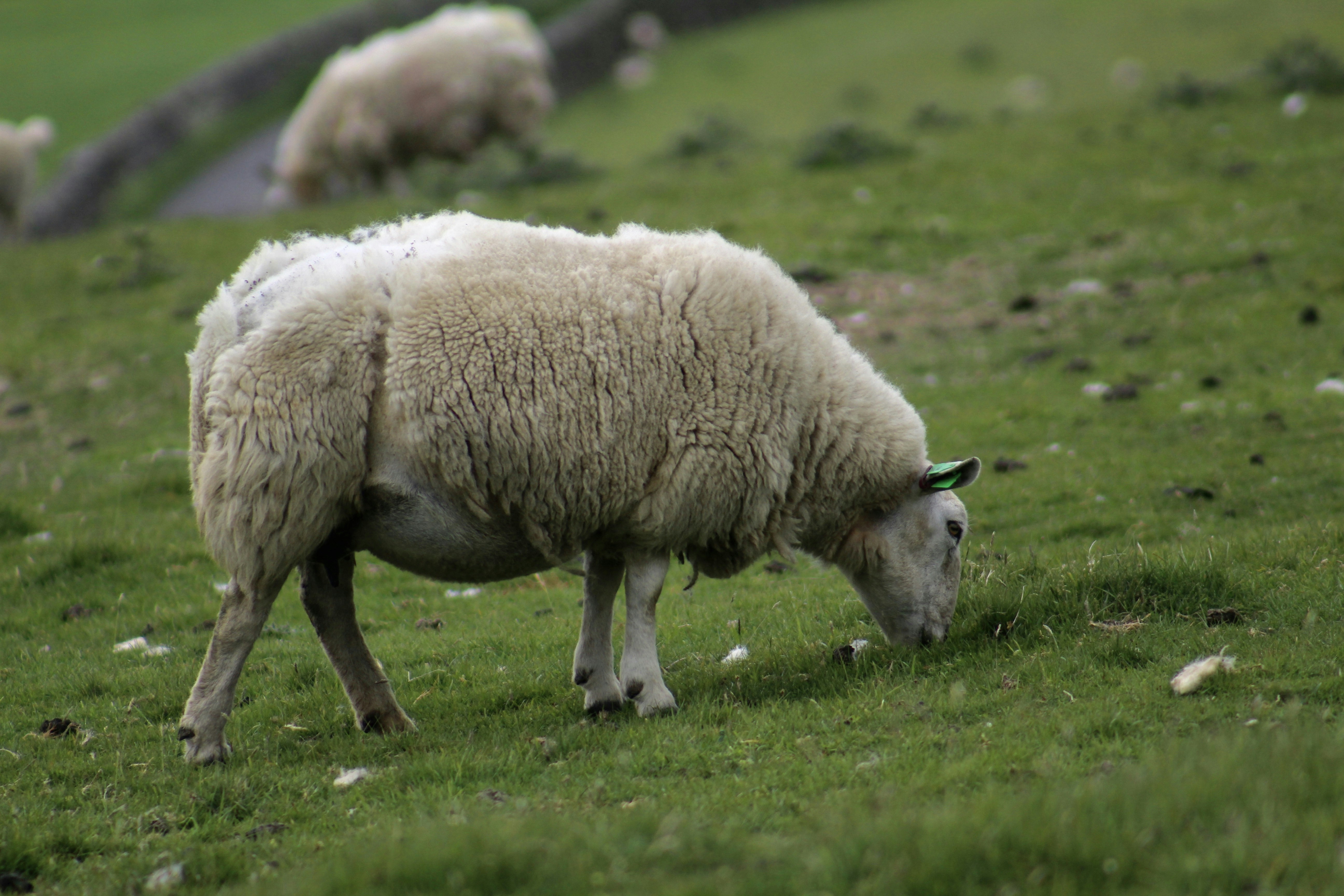 A sheep grazing in a field of grass photo – Free Nature Image on Unsplash