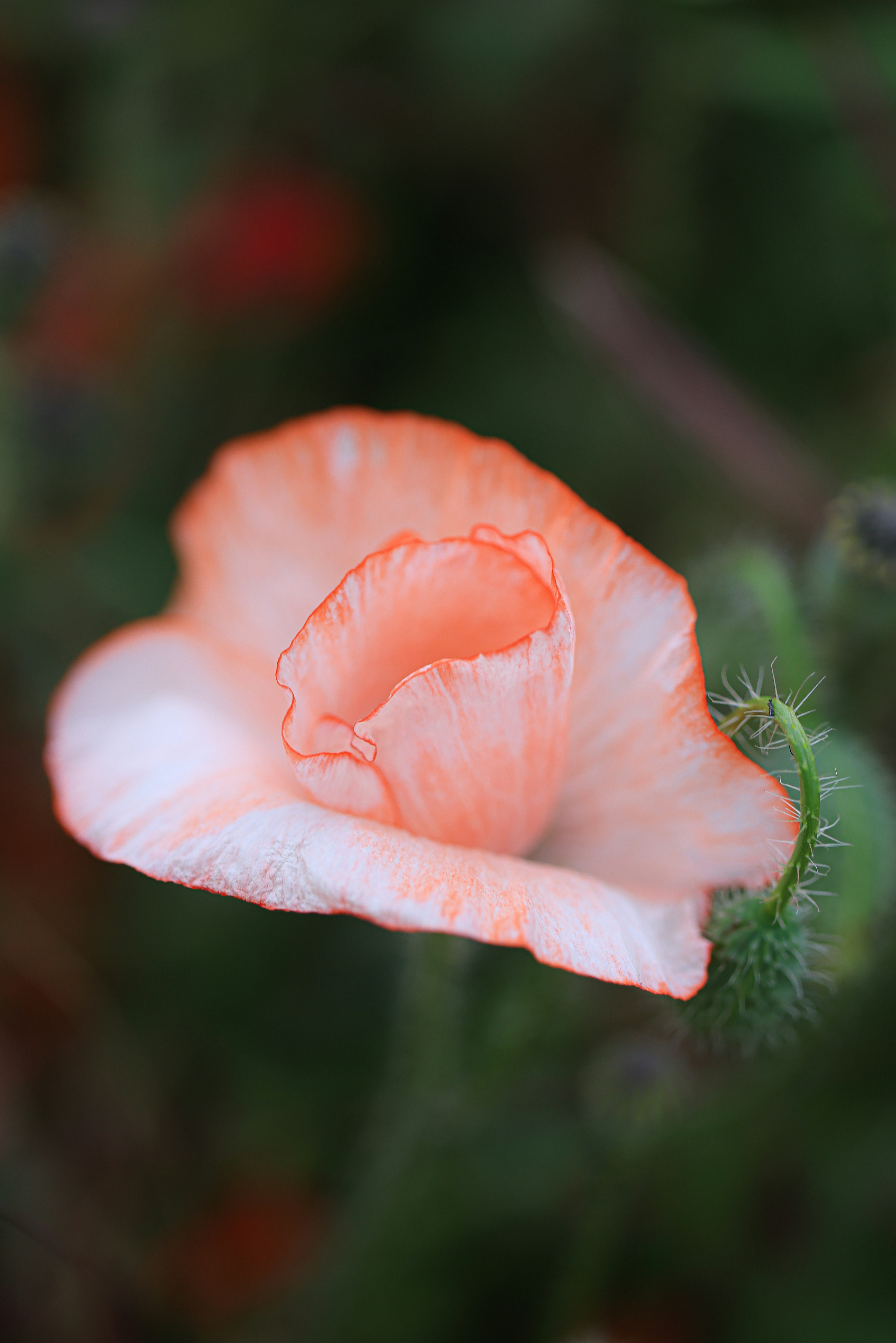 Peach-Petal Poppy Curl in a Quiet Garden