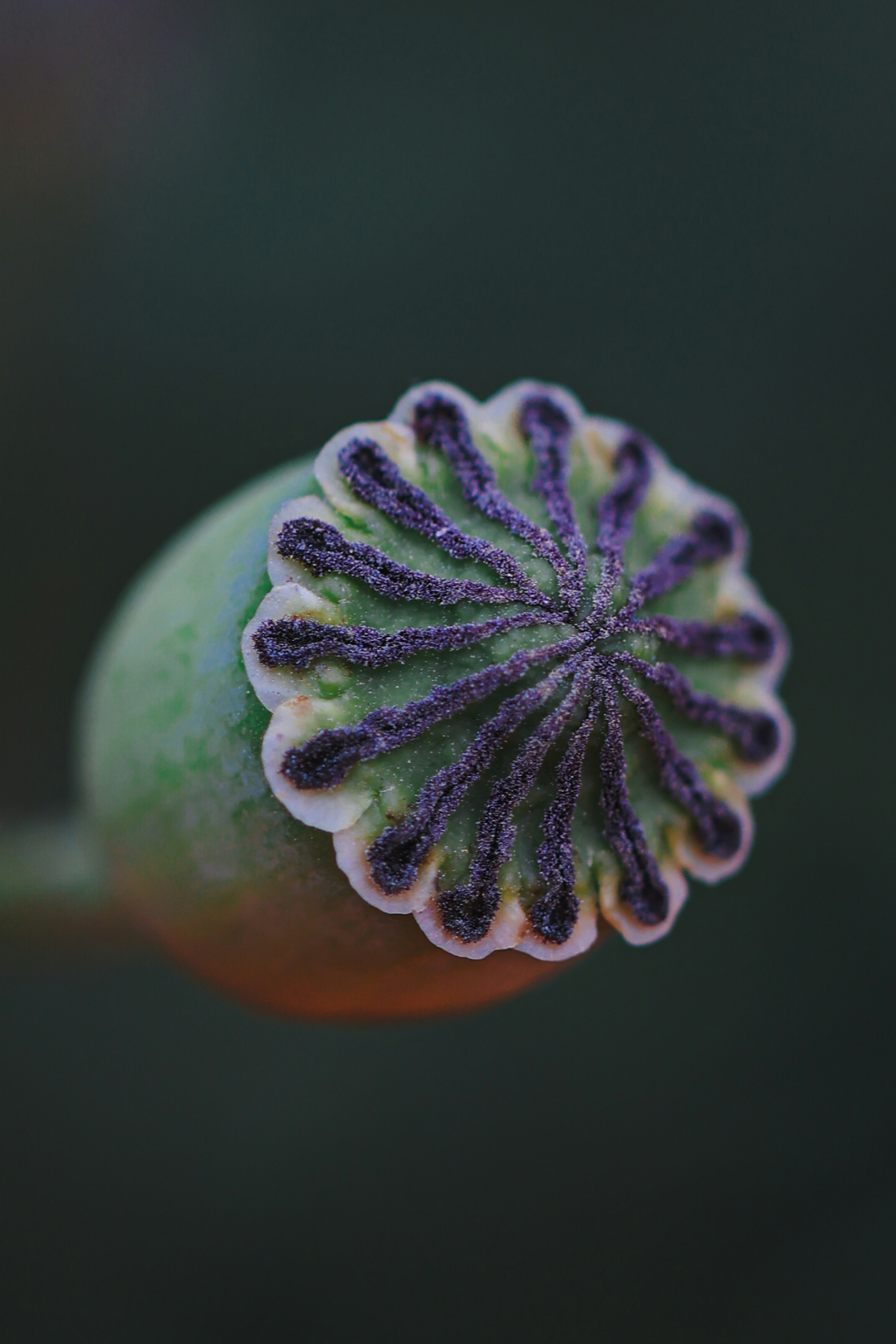 Frost-Dusted Poppy Crown: Violet Veins Spiraling in Macro