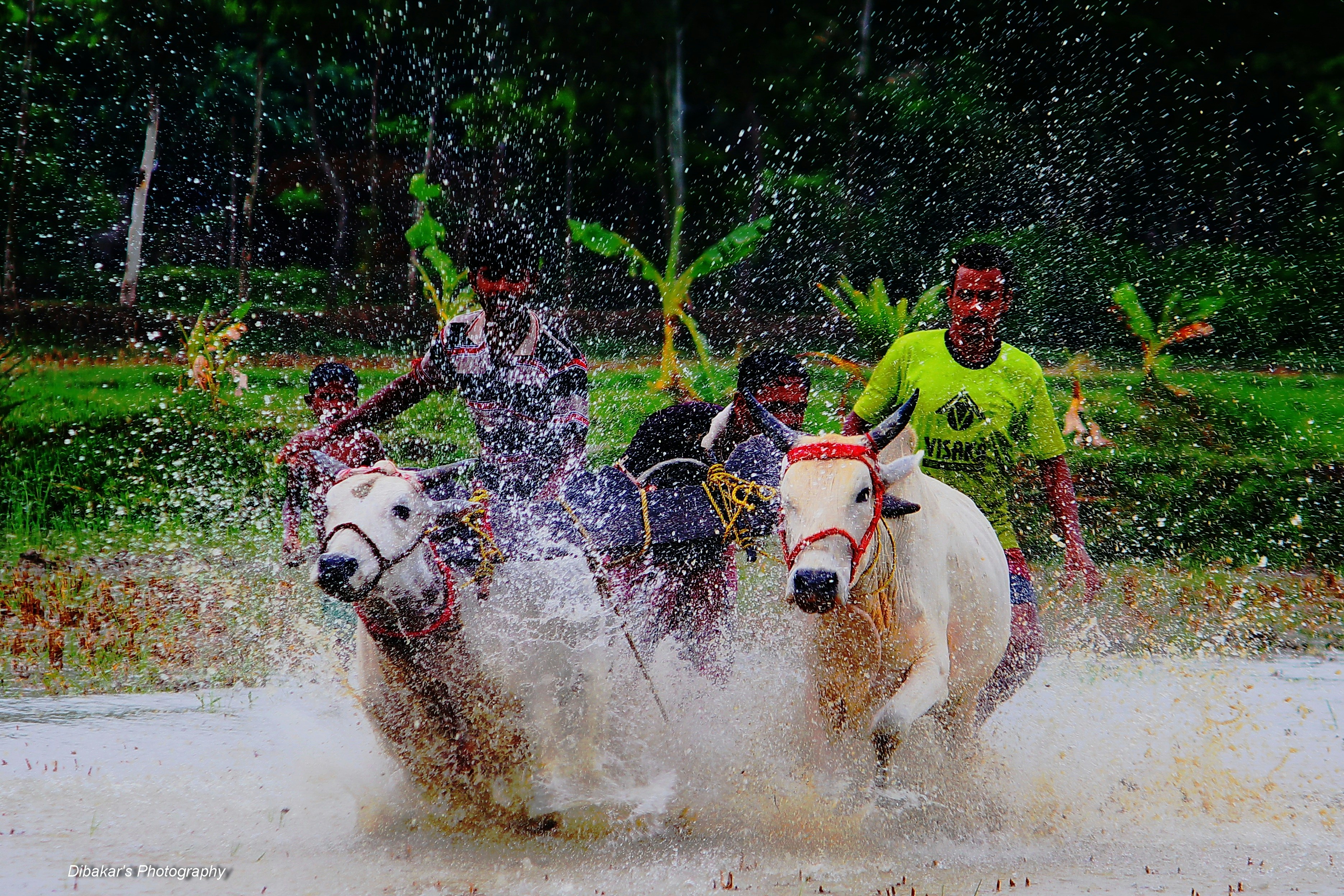 Charge Through the Spray: Hooves Over Water