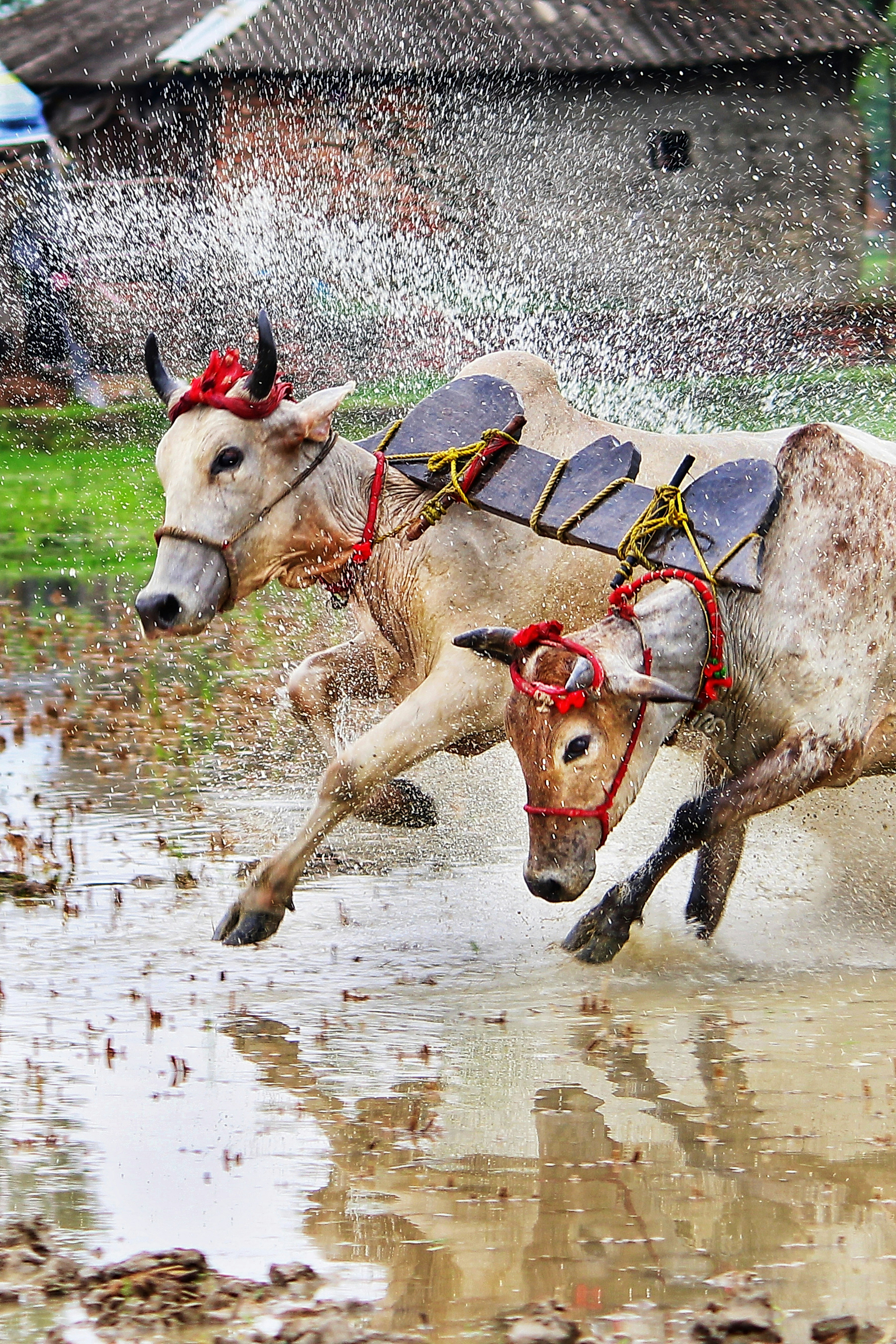 Charge Across the Mud: Two Horses in a Splash of Mud and Water