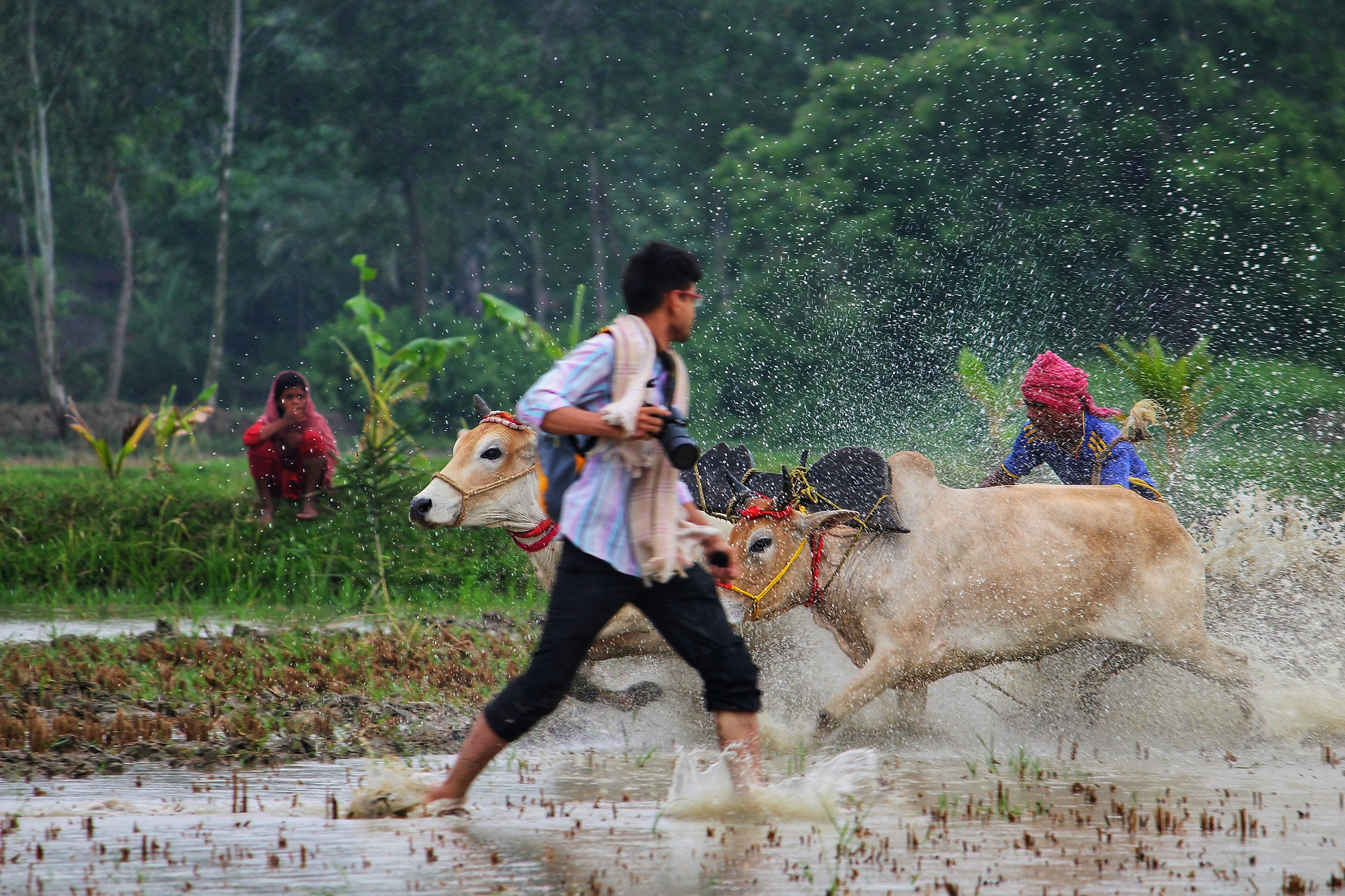 A man is herding two cows through a river photo – Free Bull Image on ...
