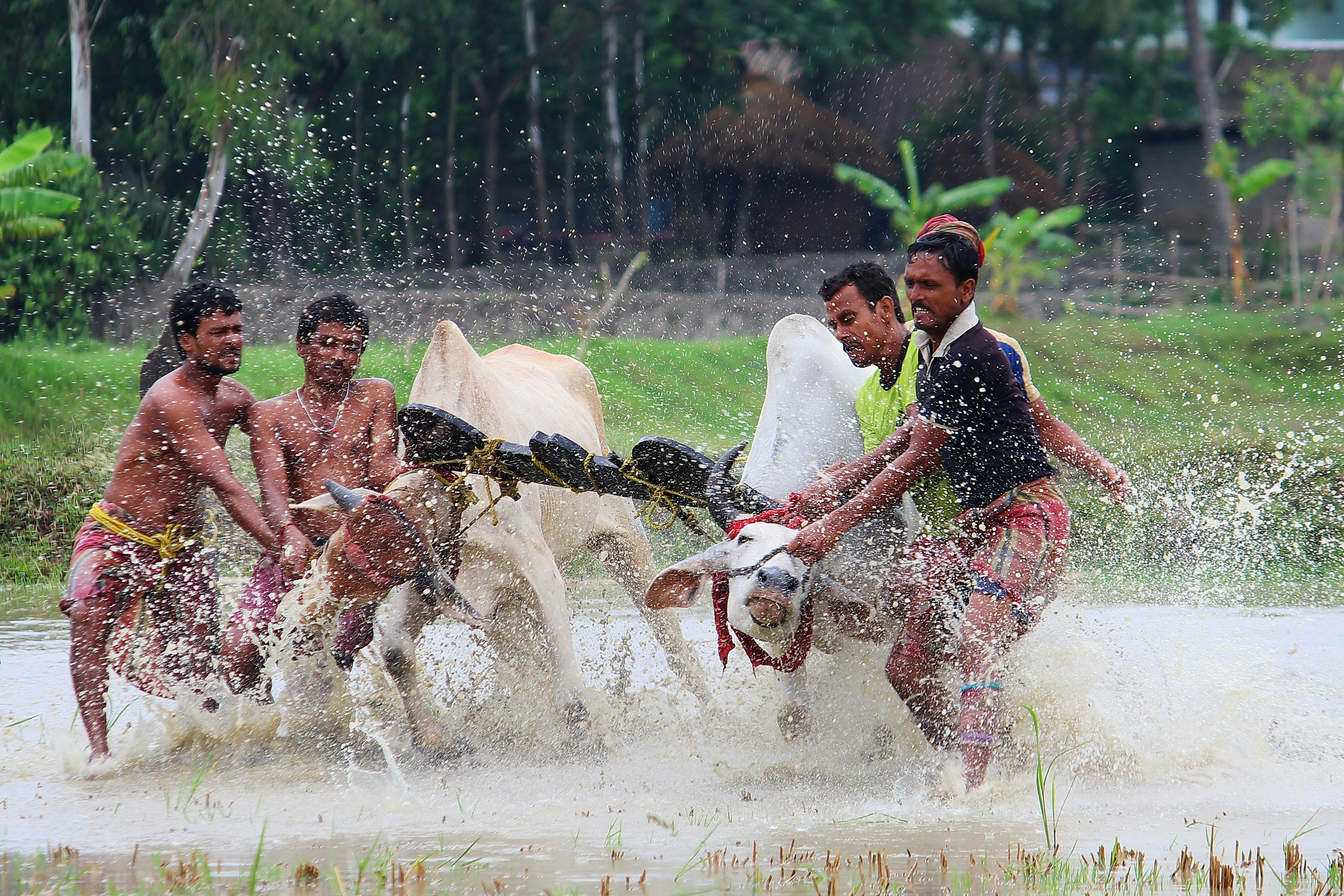 Mud-Splashed Rally: Village Men Tug a White Buffalo Through a Waterlogged Rice Field