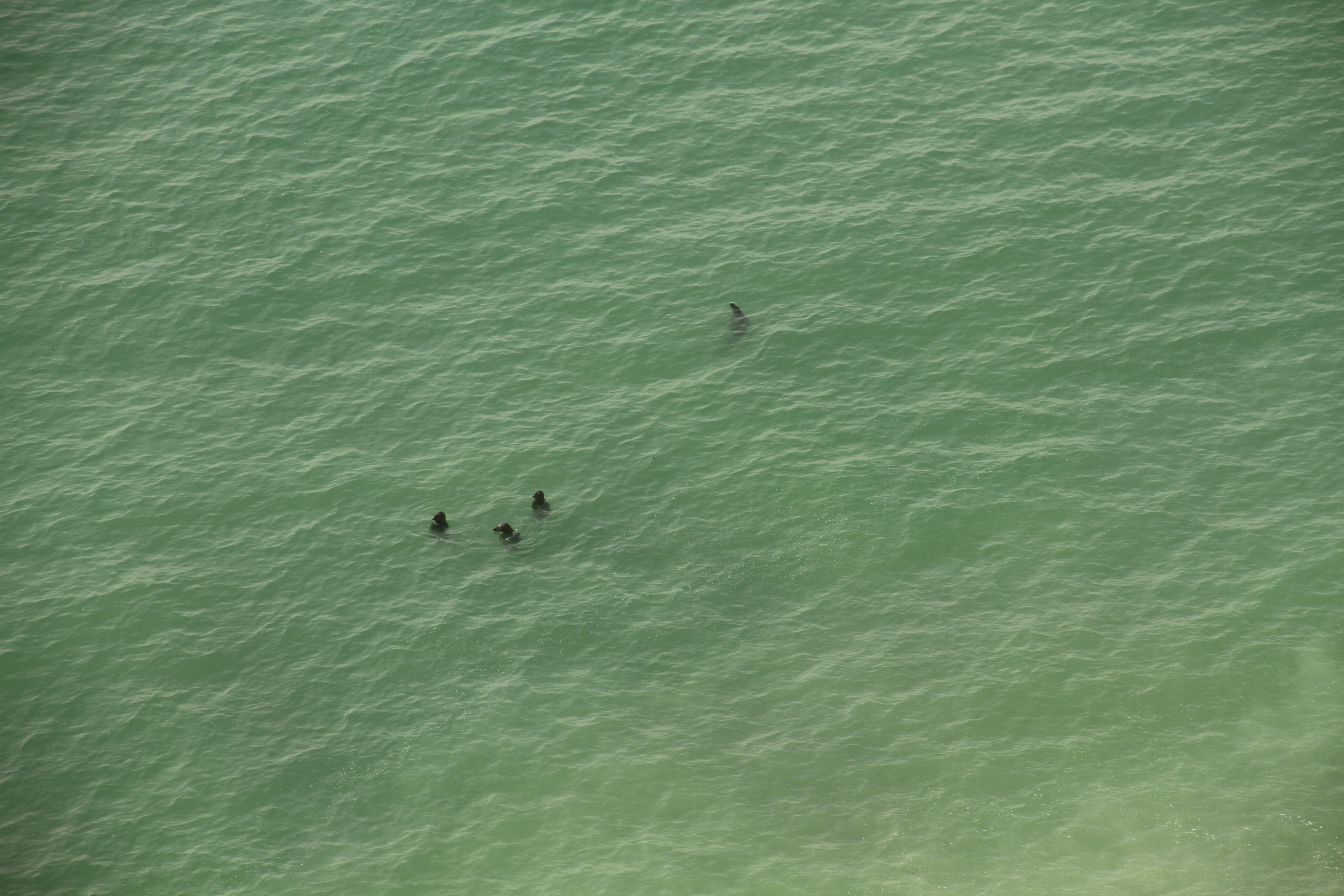 Aerial view of swimmers in green ocean waters with a shadowy figure beneath the surface.