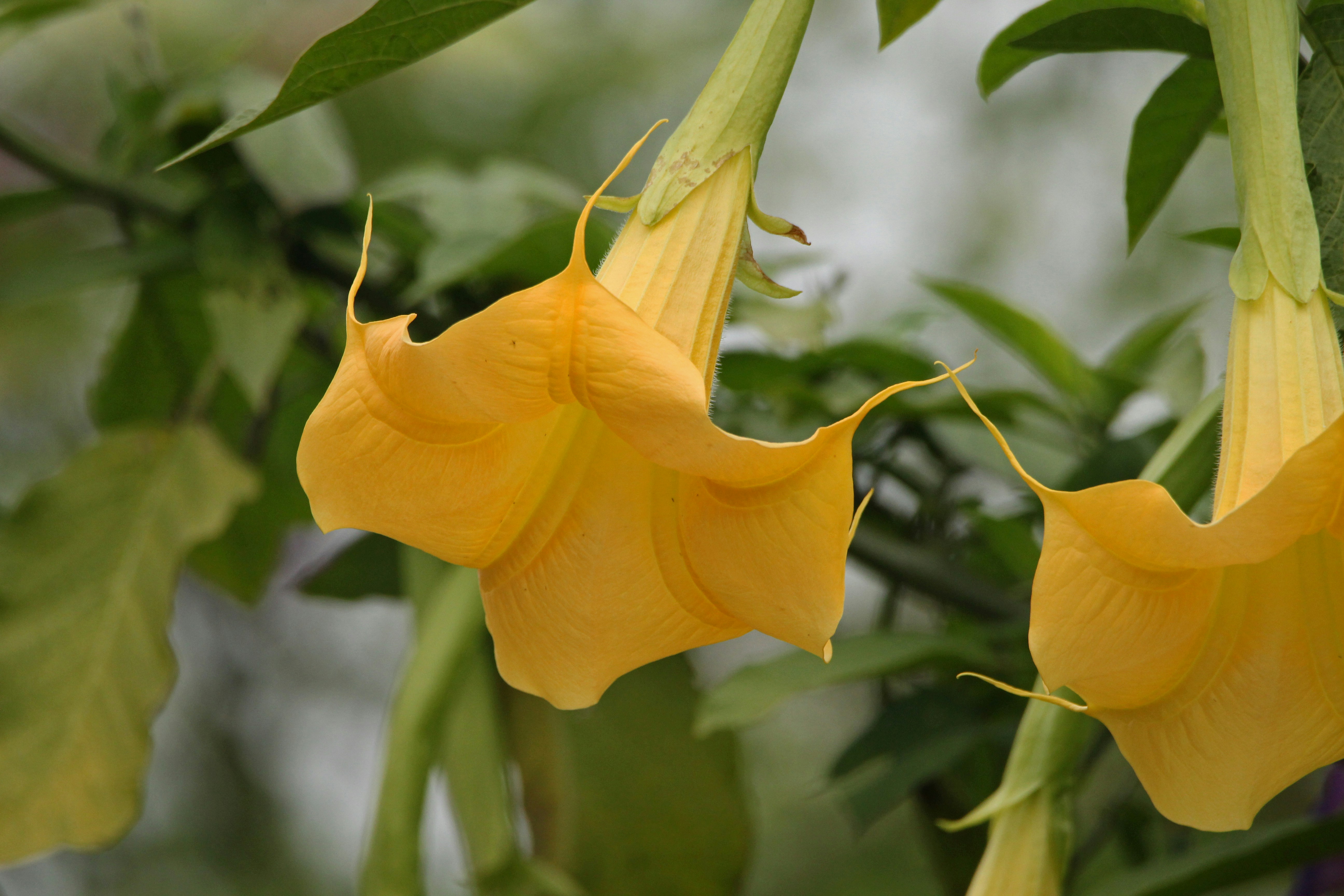 Amber Trumpets in Quiet Green Silence