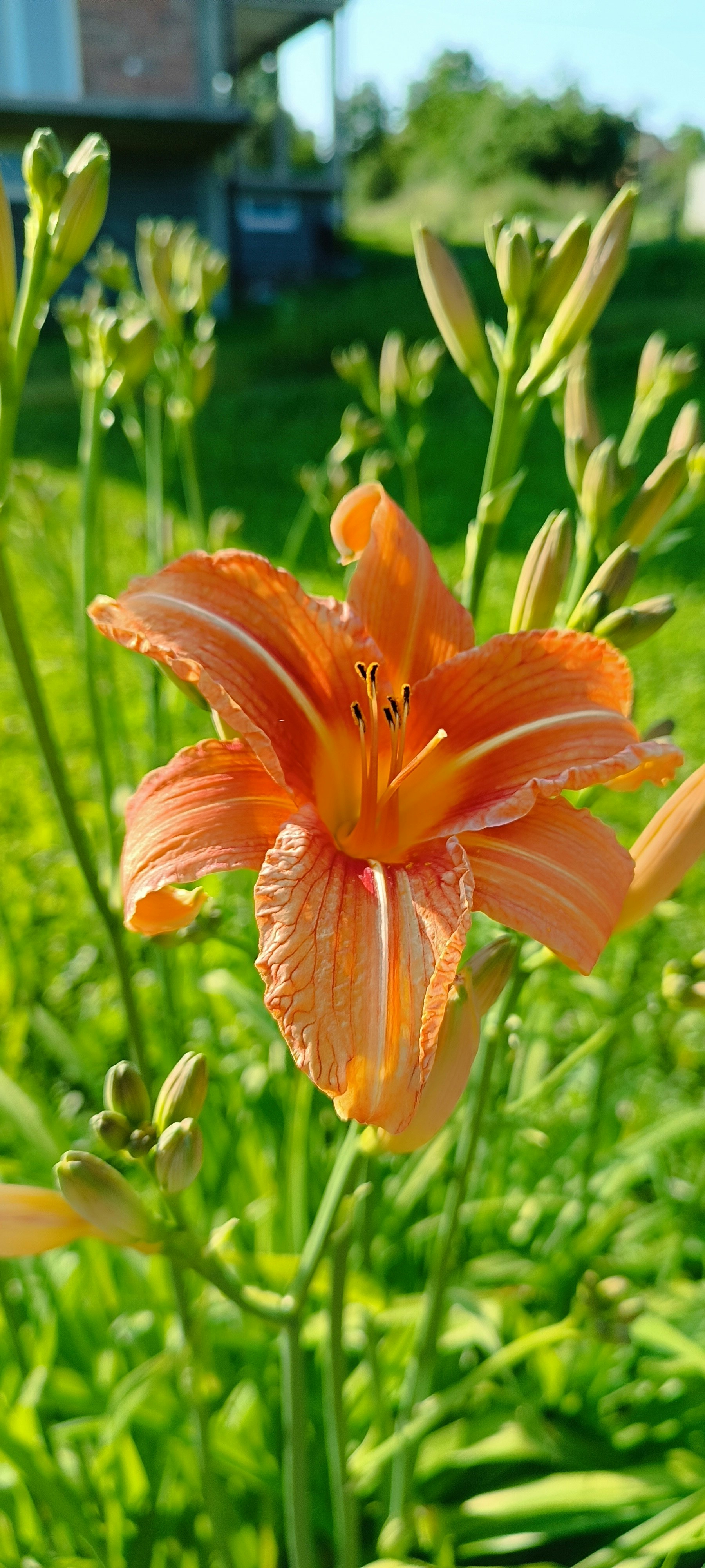 A close up of an orange flower in a field photo – Free Kopice Image on ...