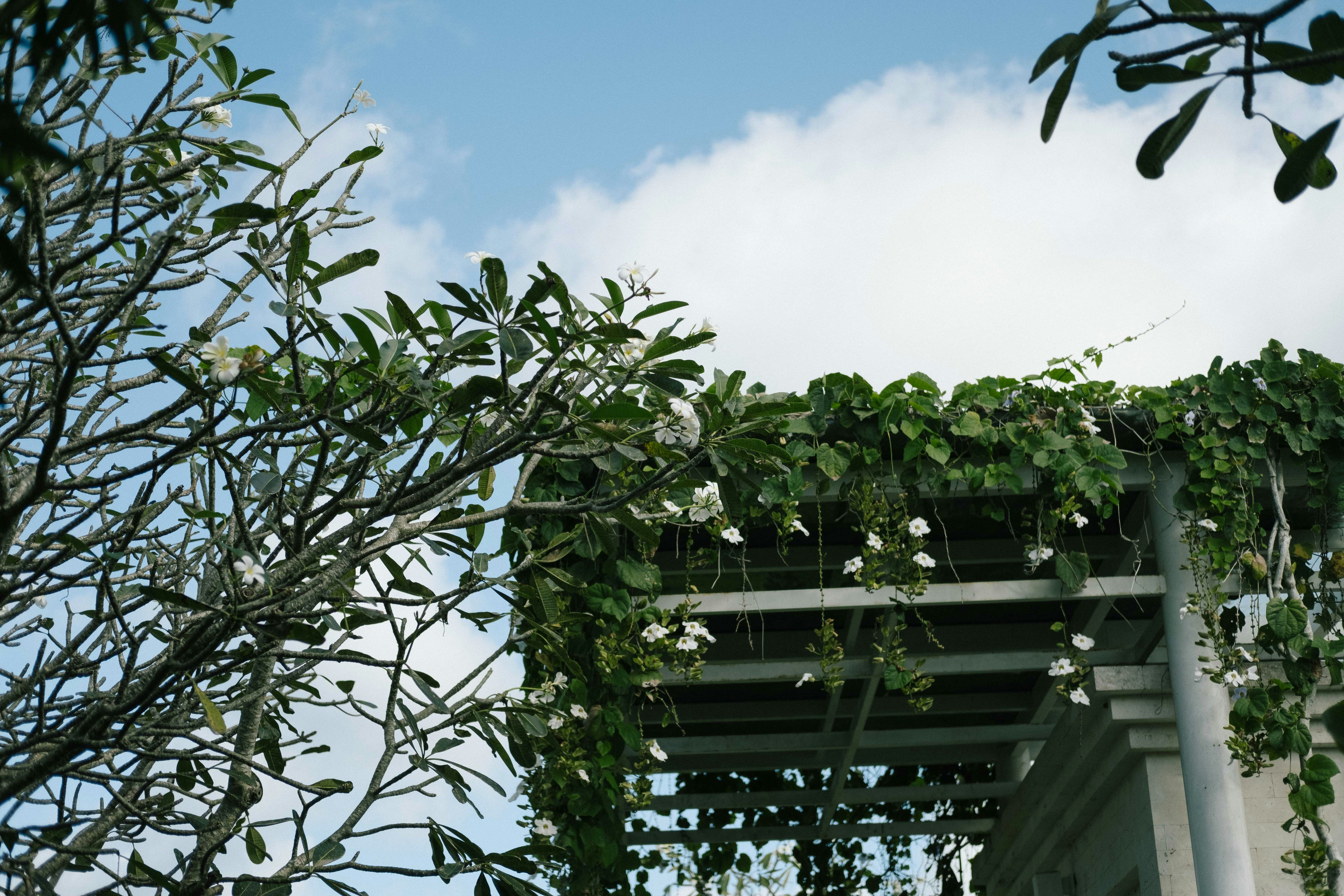 Verdant Veil Over a Concrete Pergola Framed by a Clear Sky