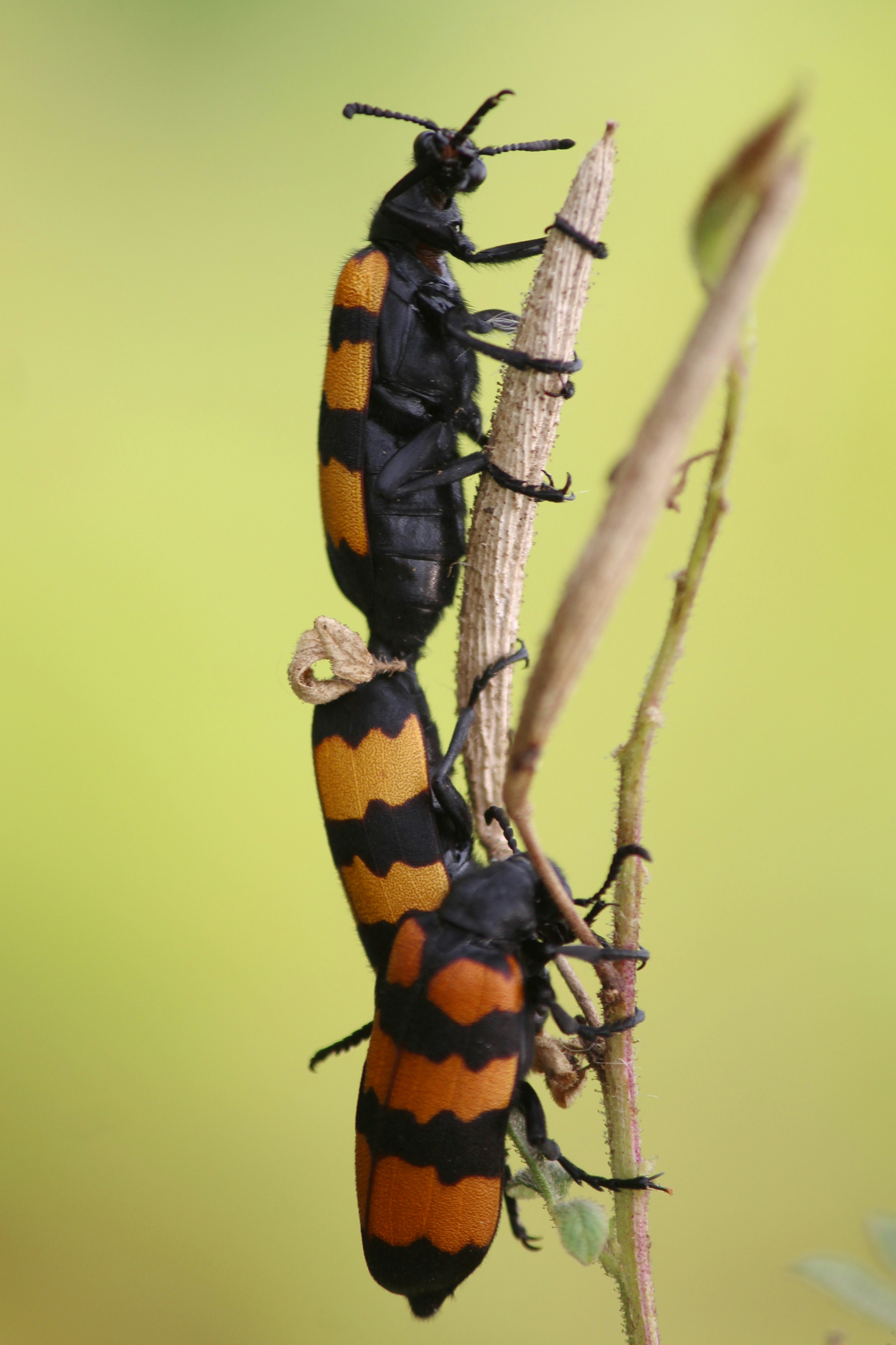 A couple of black and orange bugs on a branch photo – Free Editorial Image on Unsplash