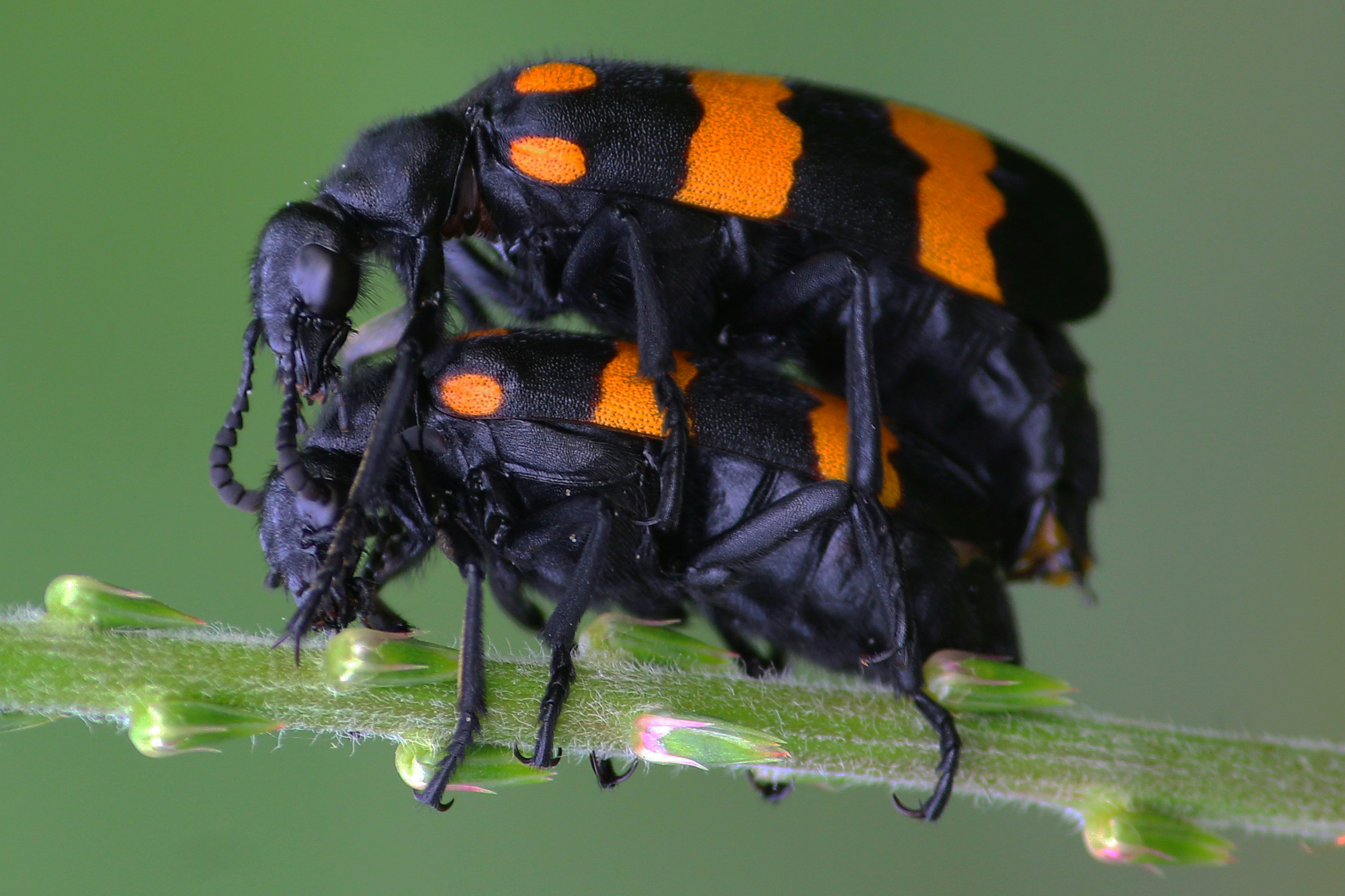 Dew-kissed Firebugs in Tandem on a Green Stem