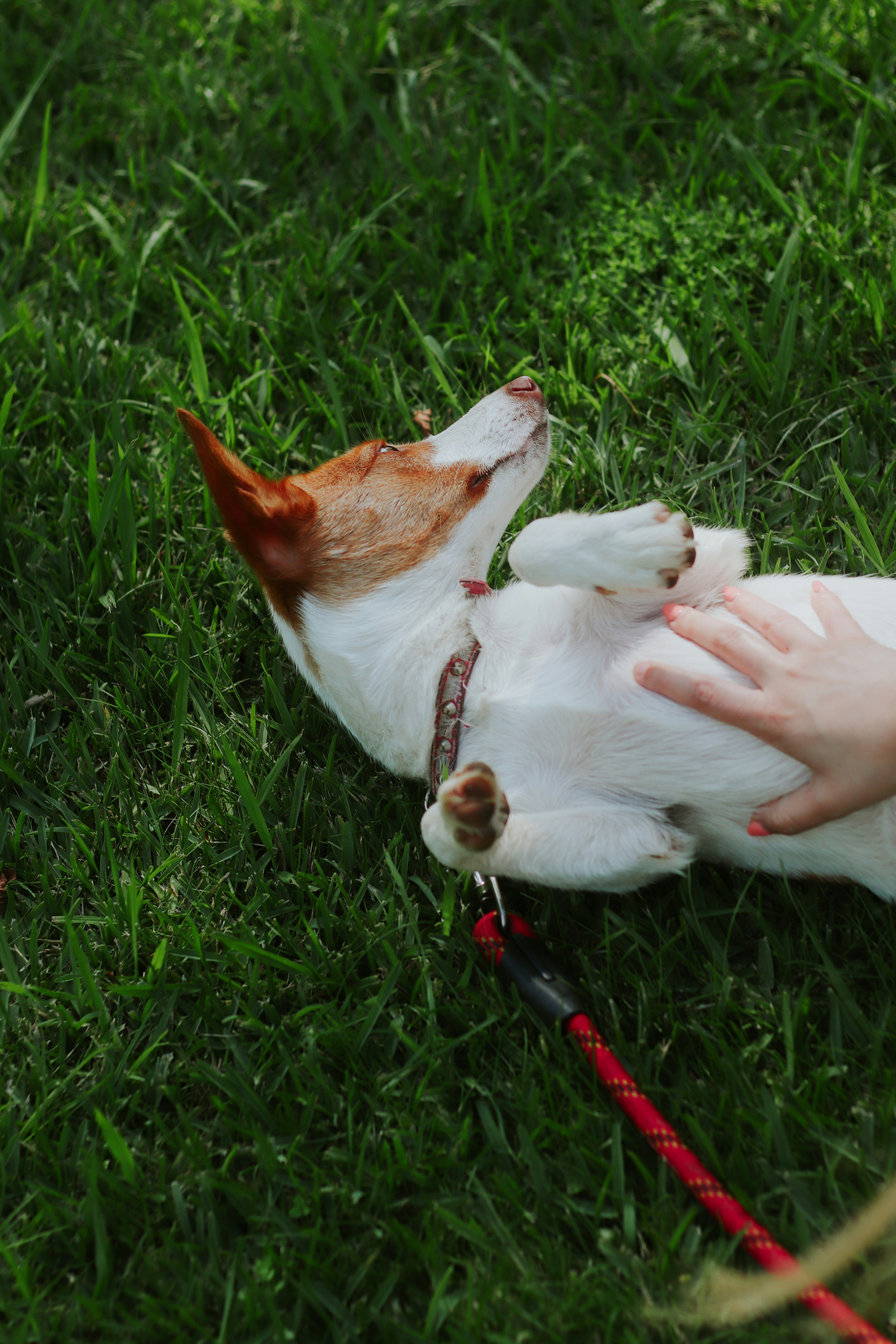 A playful dog lying on its back in lush green grass, enjoying a gentle touch from a hand. The scene captures a moment of carefree happiness.