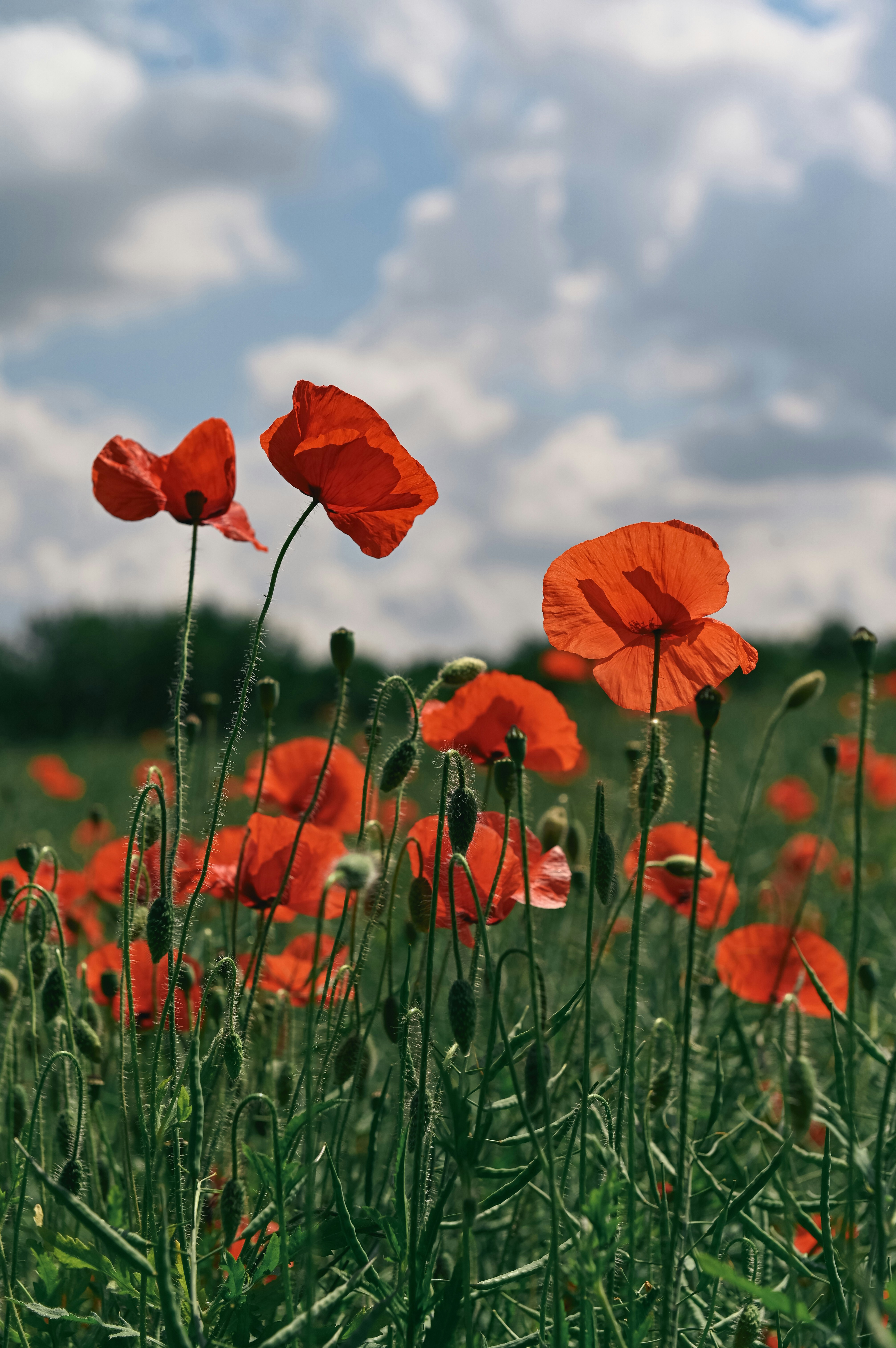 Un champ plein de fleurs rouges sous un ciel bleu nuageux photo – Photo ...