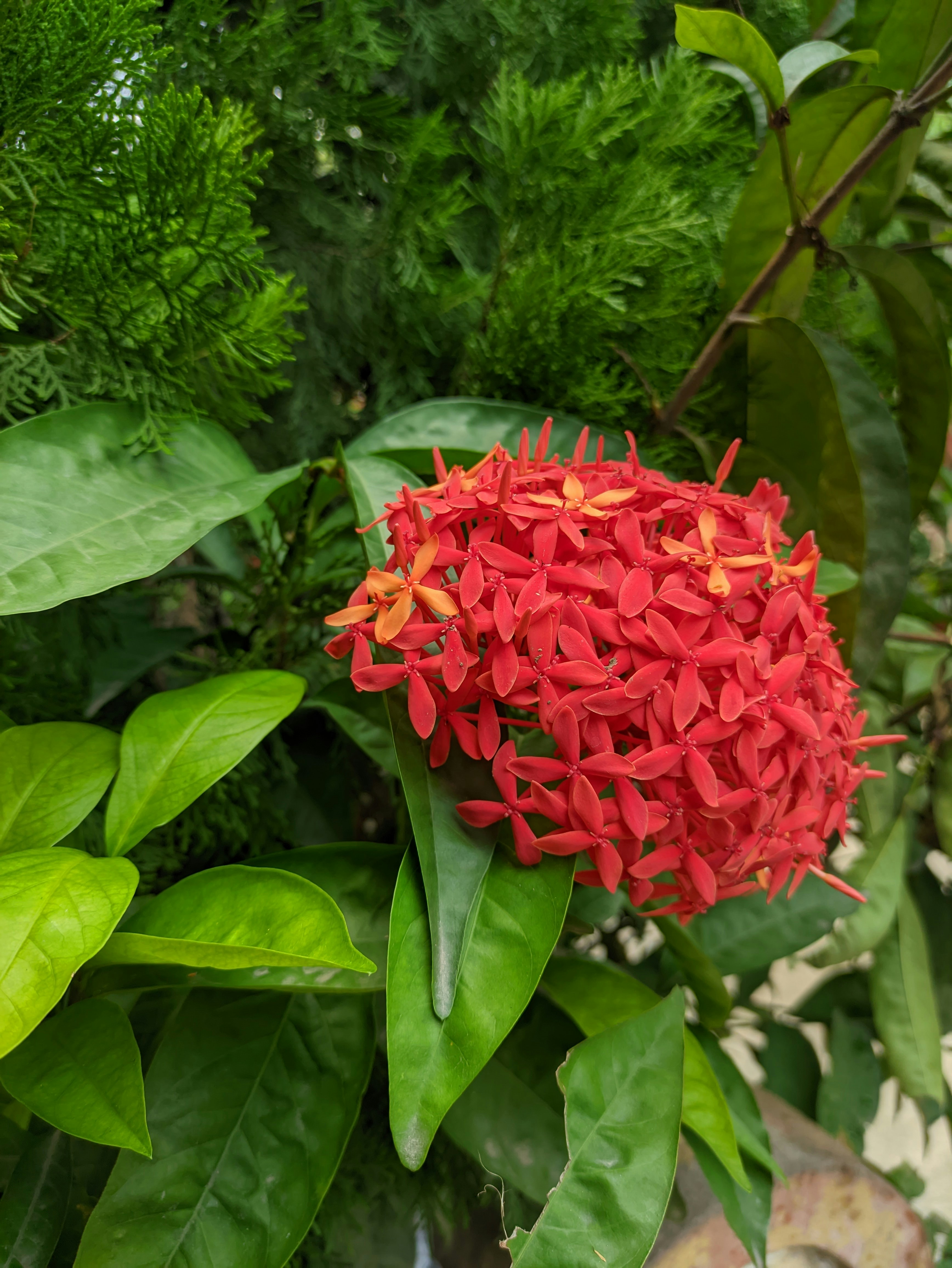 Crimson Orb: A Red Ixora Blossoms Amid Glossy Foliage