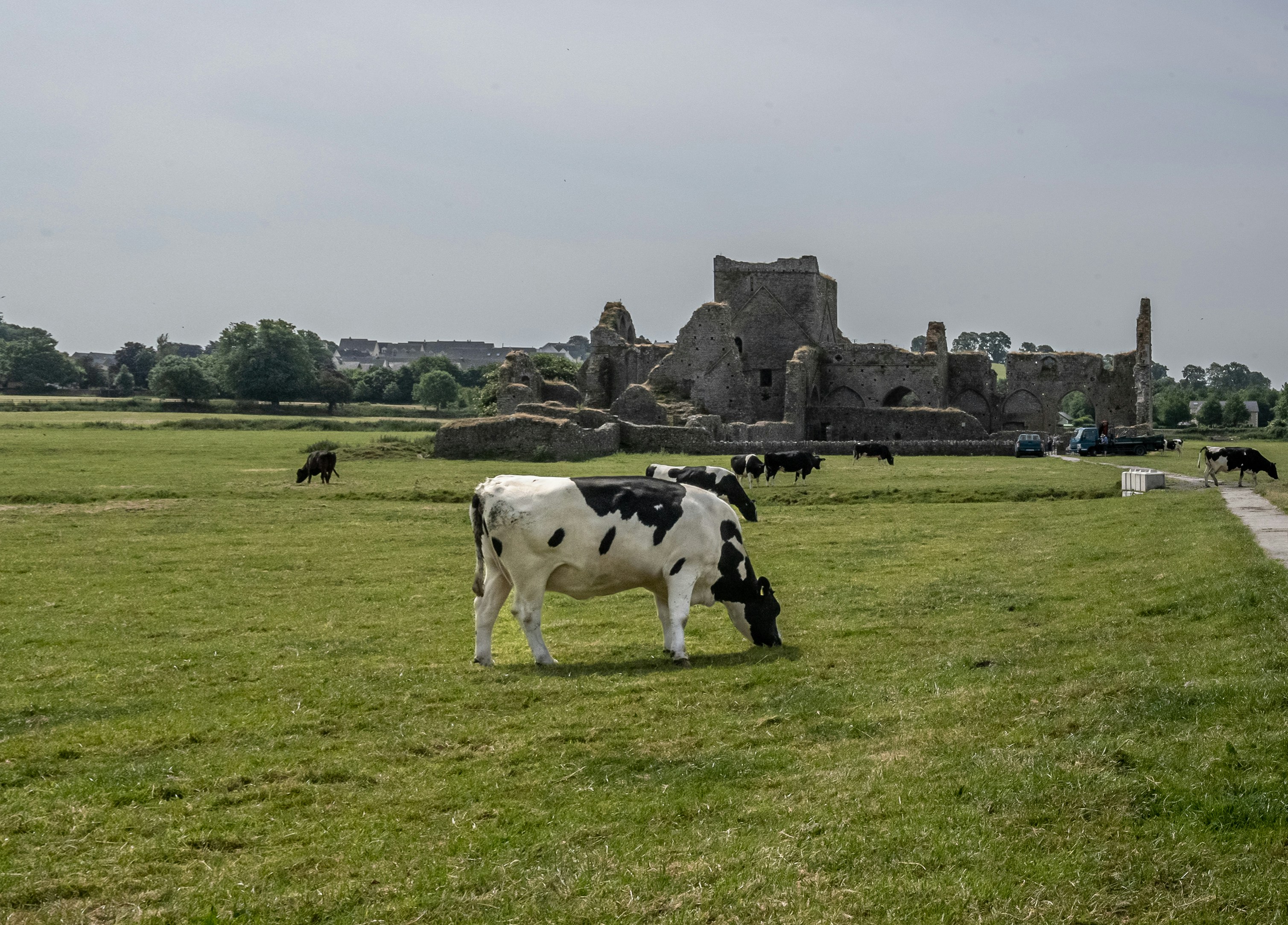 Pasture Sentinel: Holstein Grazing at the Foot of Ancient Ruins