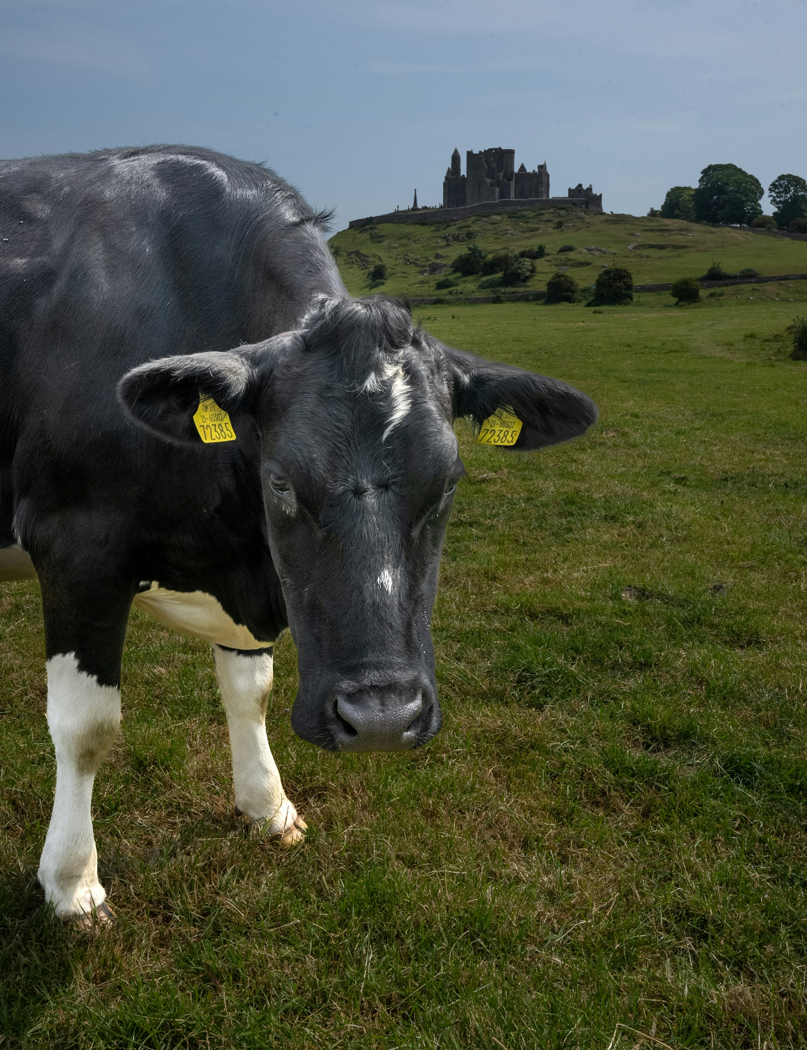Pasture Monarch with Ancient Ruins