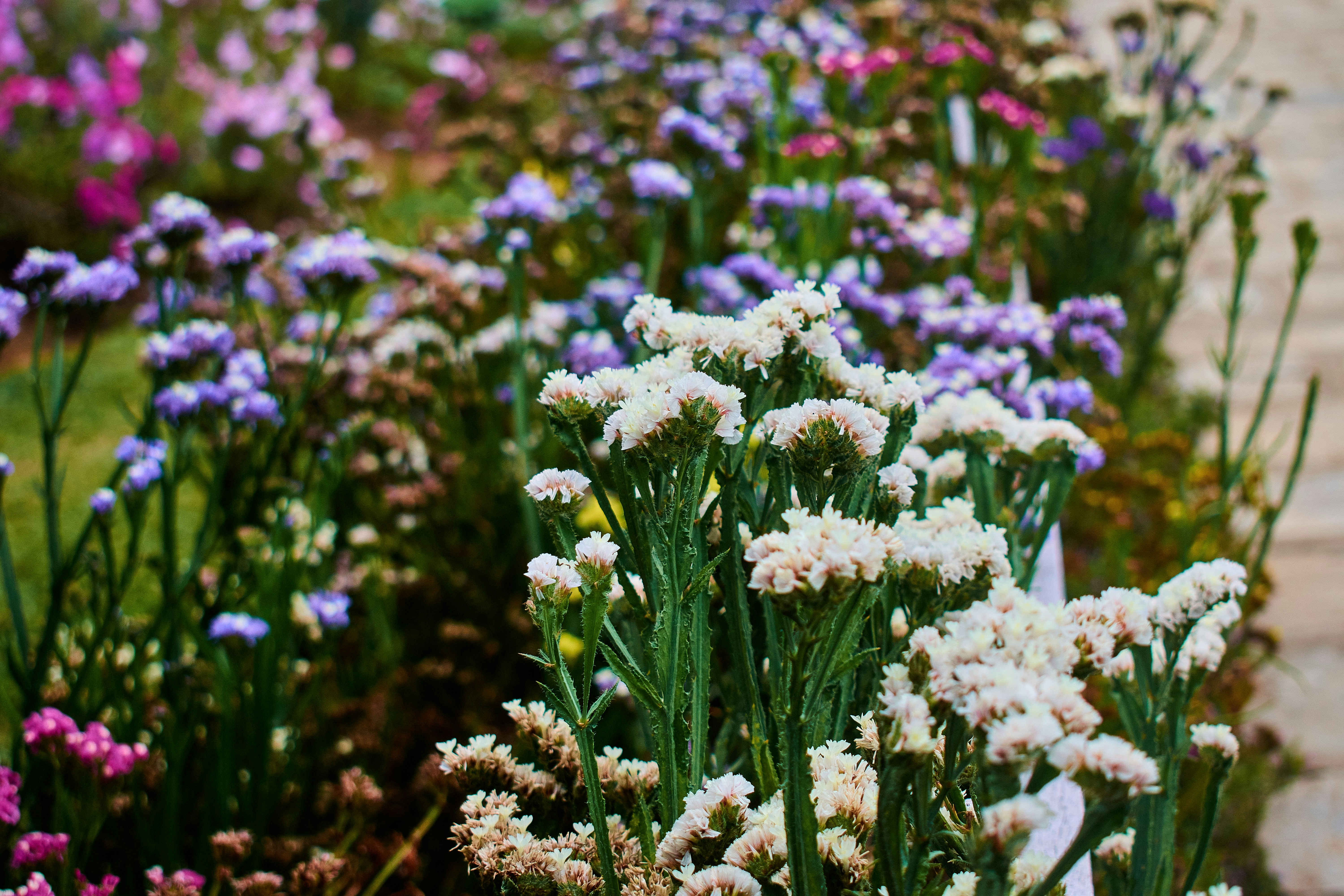 White-tipped foreground blooms framed by a lavender-purple garden border