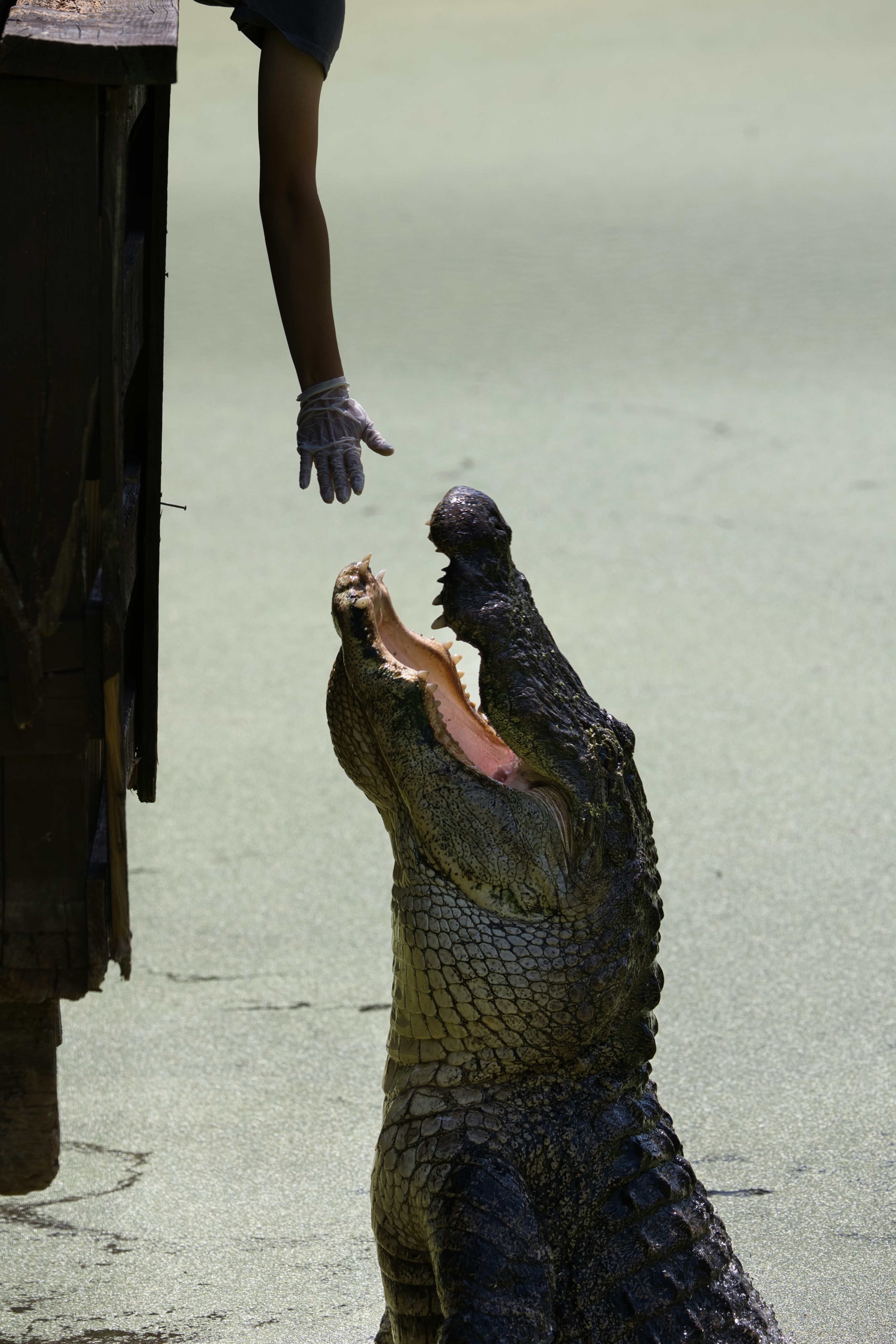 A person reaching out to a large alligator photo – Free Jungle ...