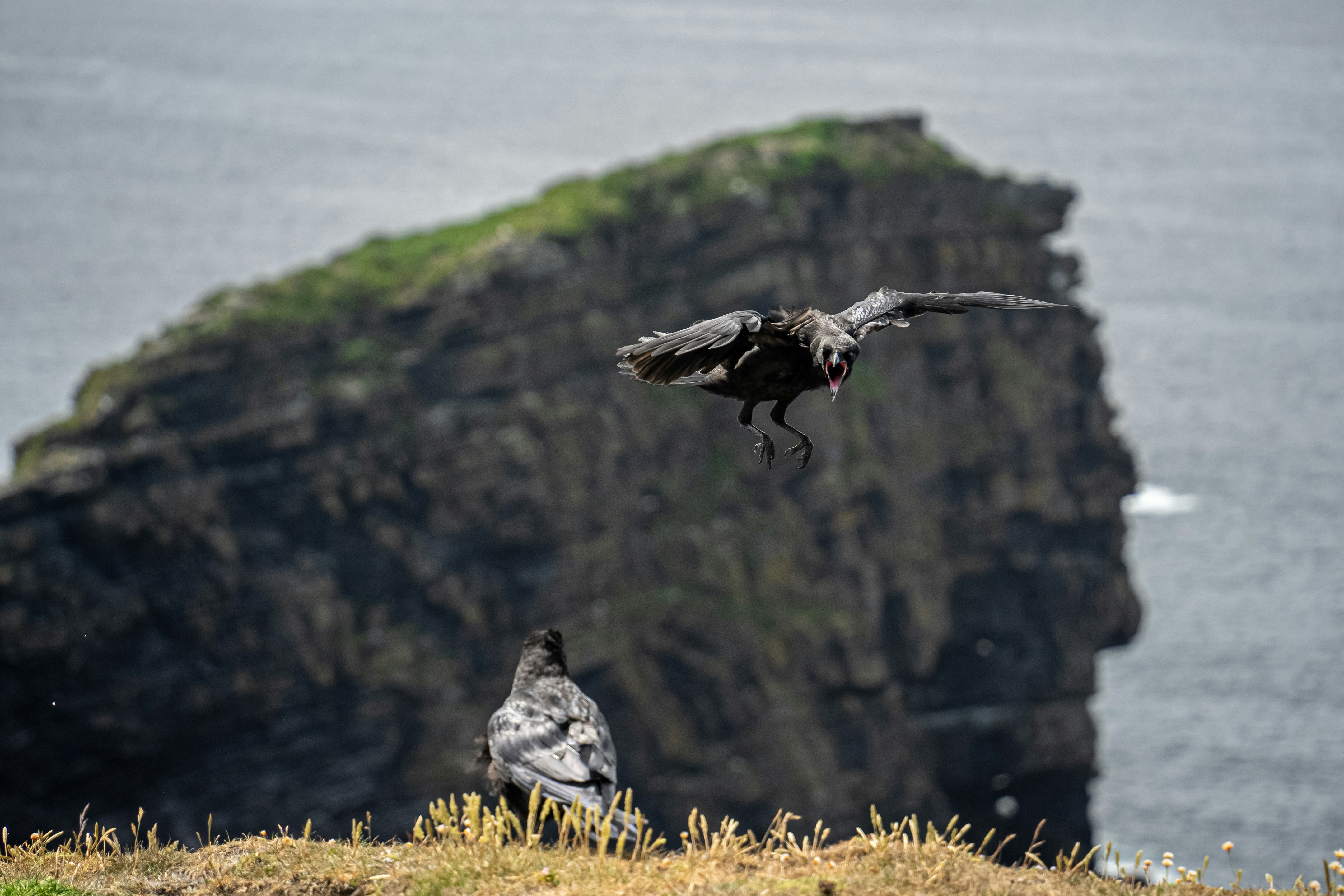 Wingbeat over basalt cliffs: a seabird in crisp flight