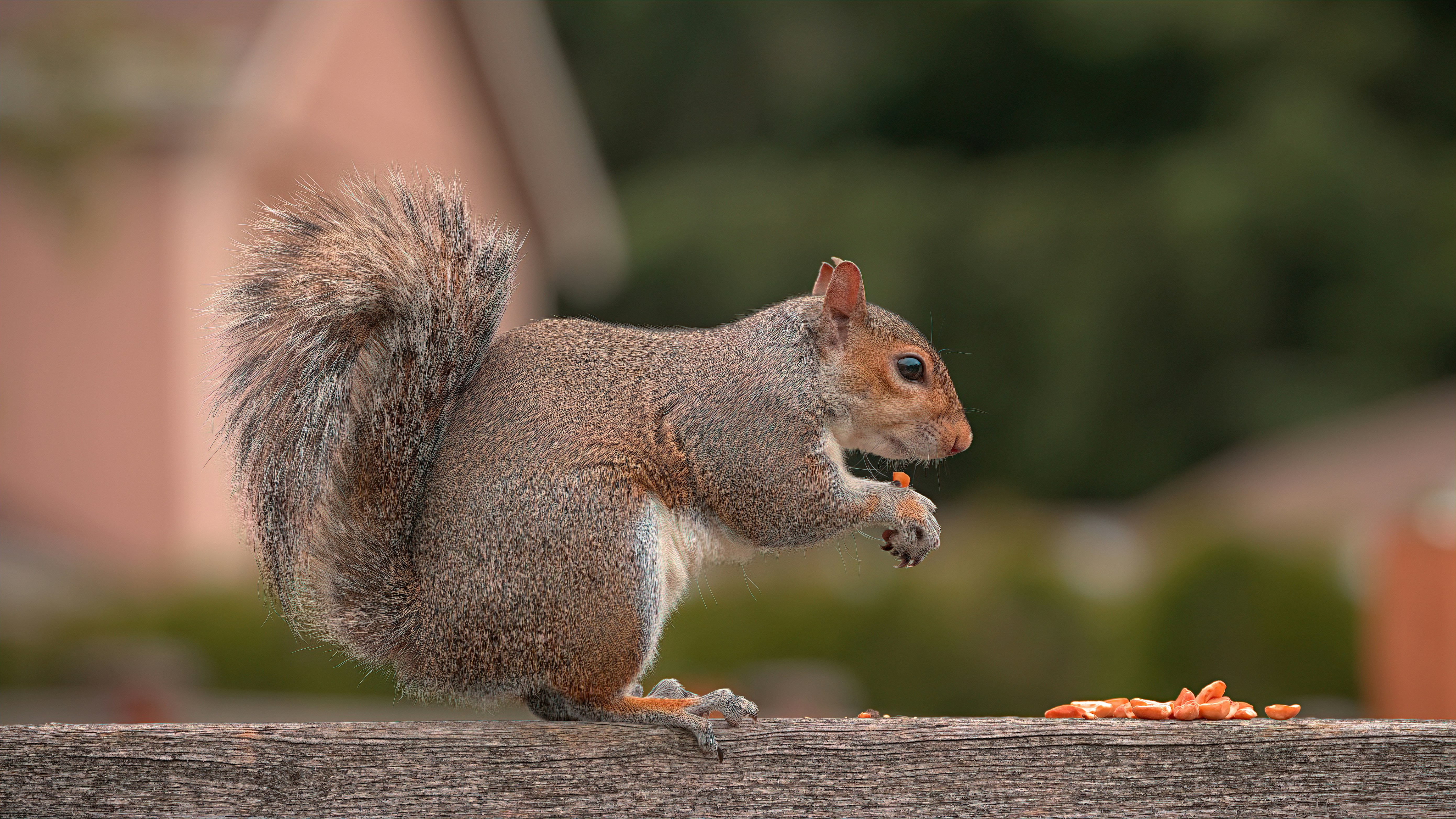 Foto Una ardilla comiendo comida de una mesa de madera – Imagen Animal ...