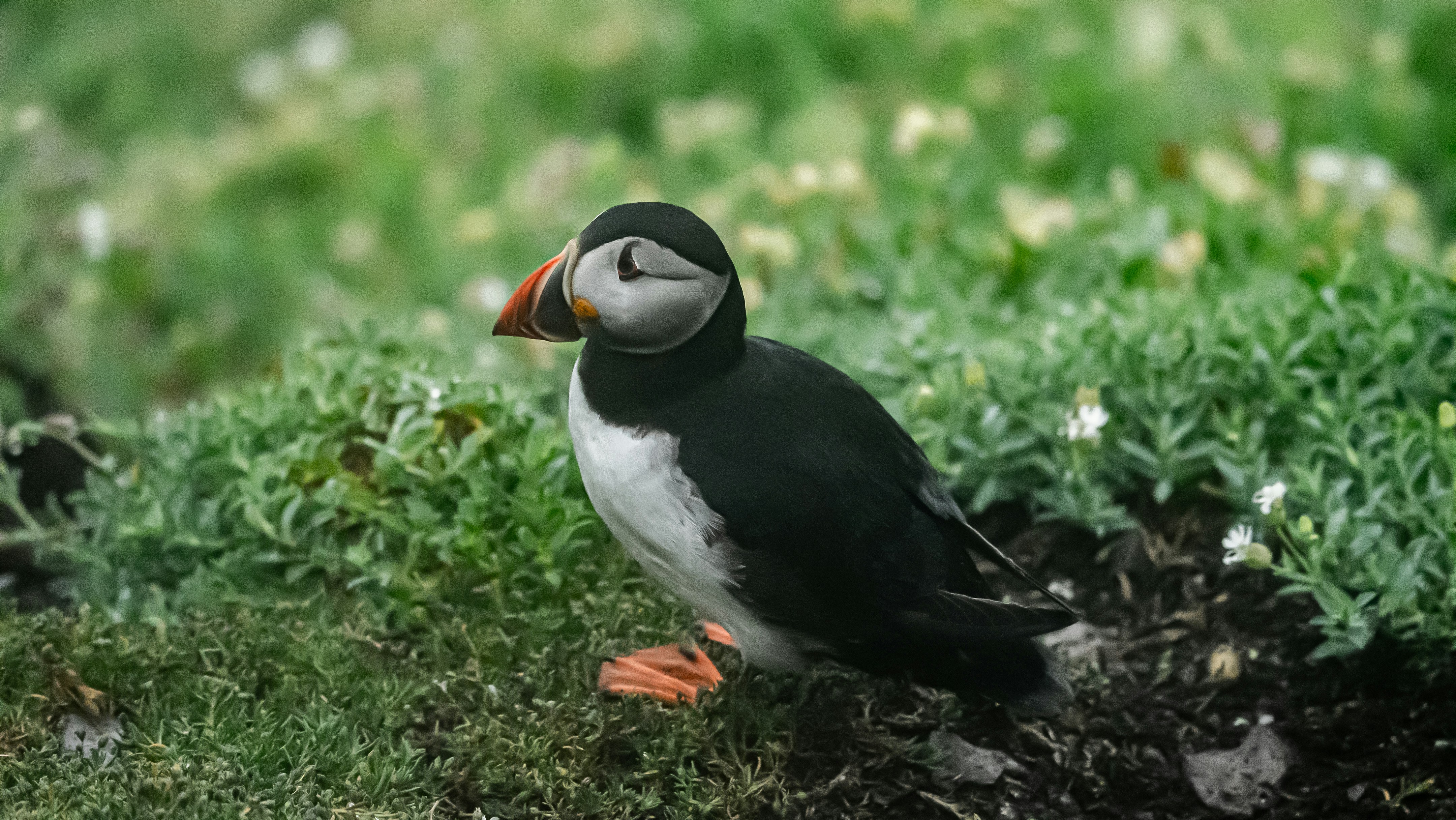 A puffy bird sitting on top of a lush green field photo – Free Puffin ...