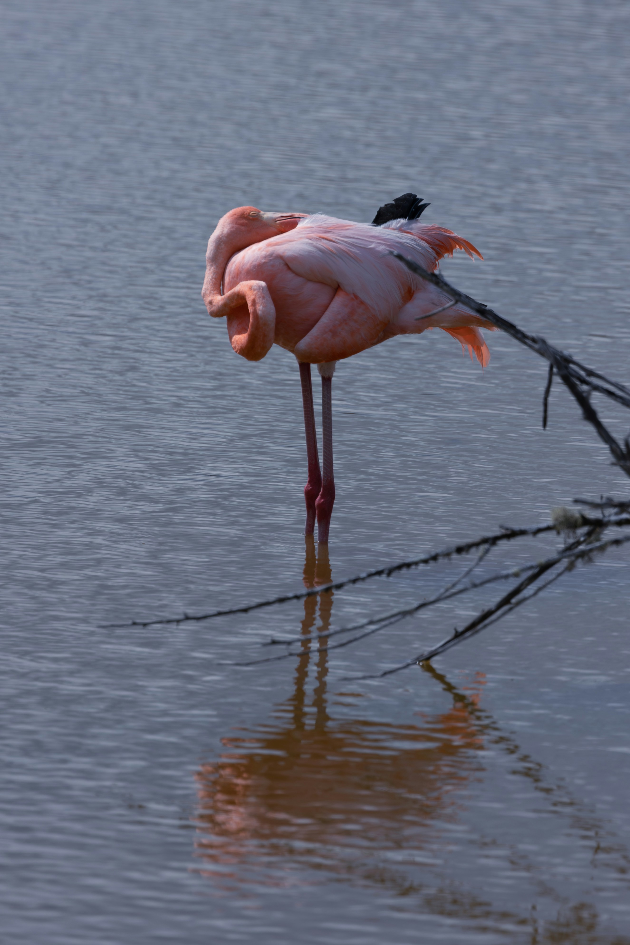 Pink Reverie: A Flamingo Quietly Poised Over a Glassy Lagoon